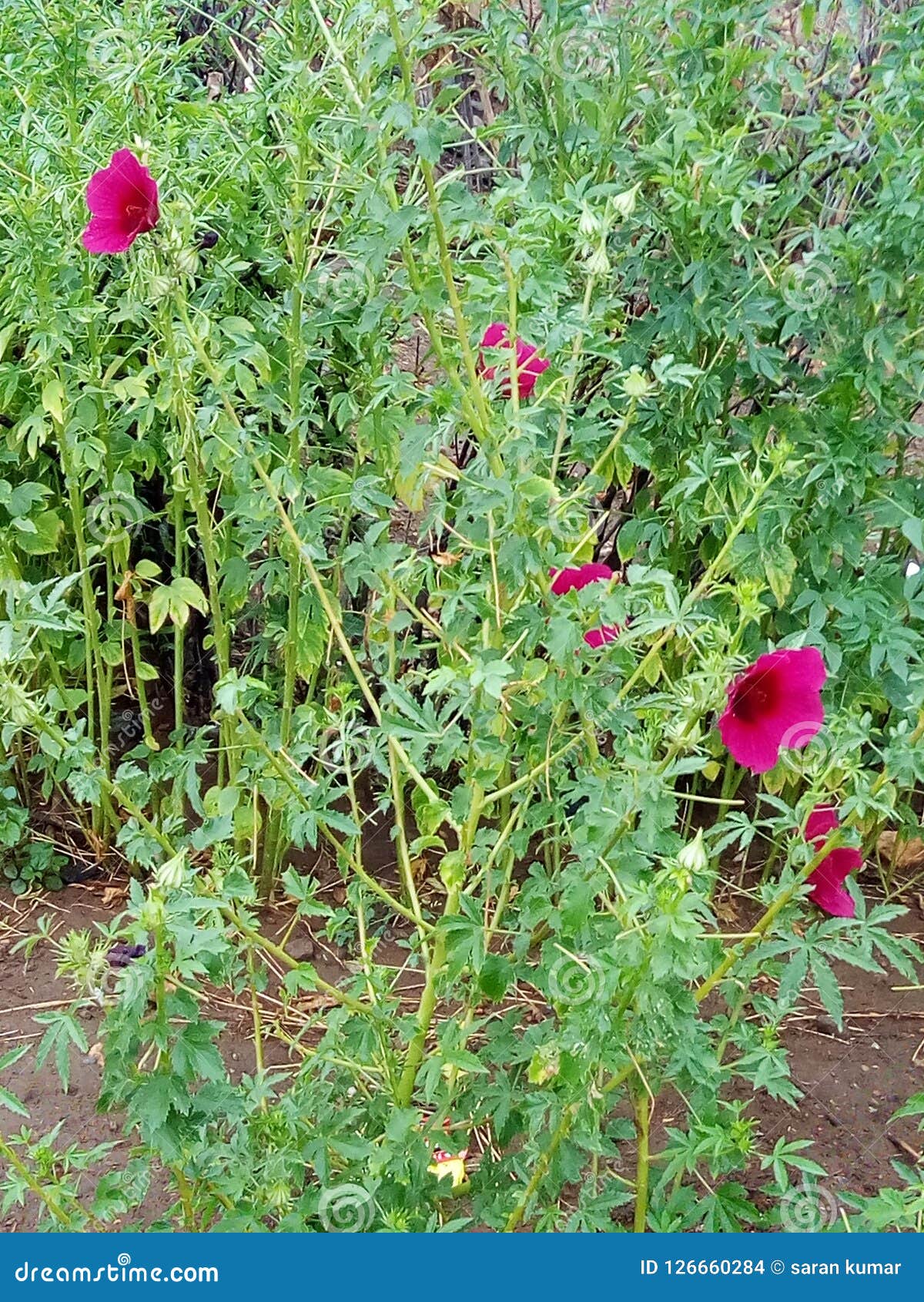 Natcher plante stock photo. Image of natcher, beauty - 126660284