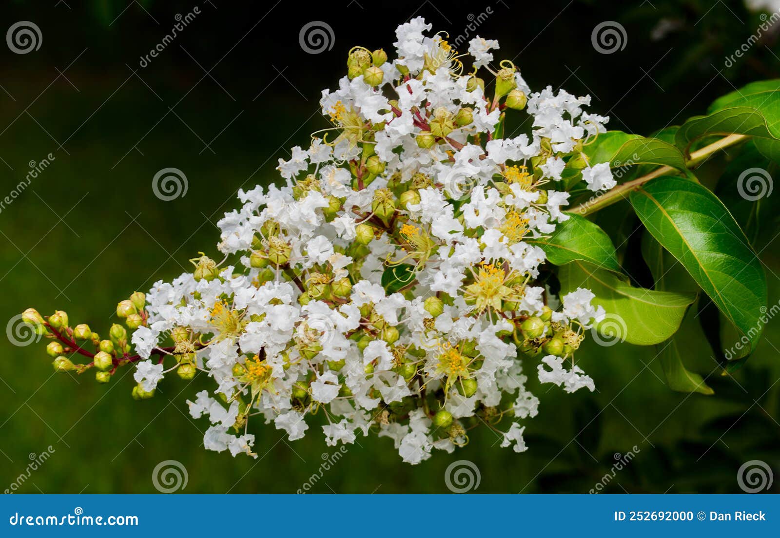Natchez Crape Myrtle stock photo. Image of crape, florida - 252692000