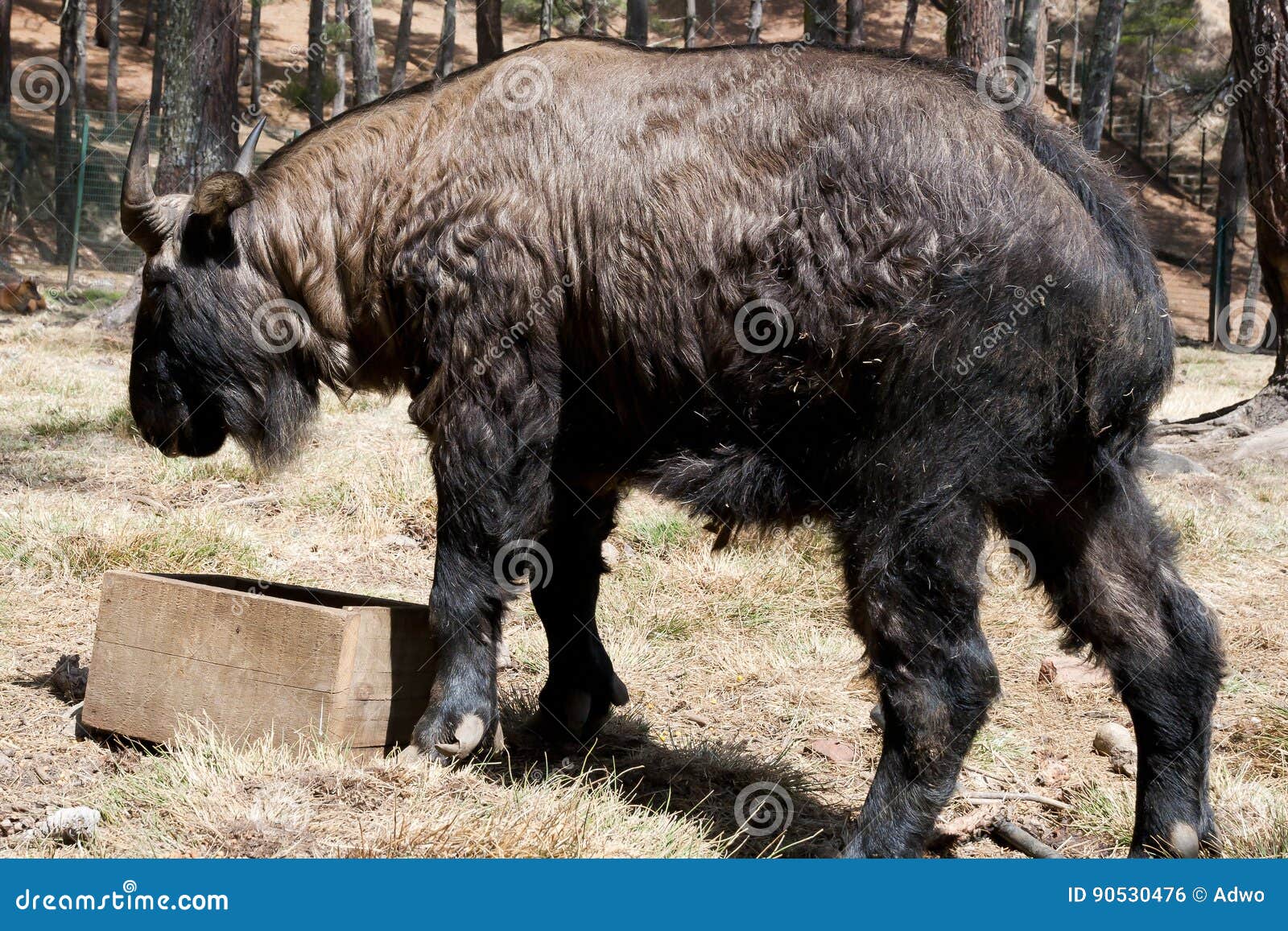 National Animal of Bhutan - Takin Stock Photo - Image of goat, national ...