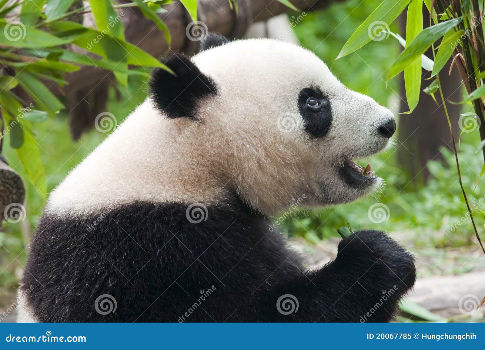 National Animal (symbol) of China Stock Image - Image of food, animal ...