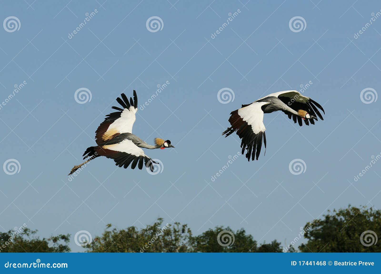 National bird of Uganda stock photo. Image of nice, african - 17441468