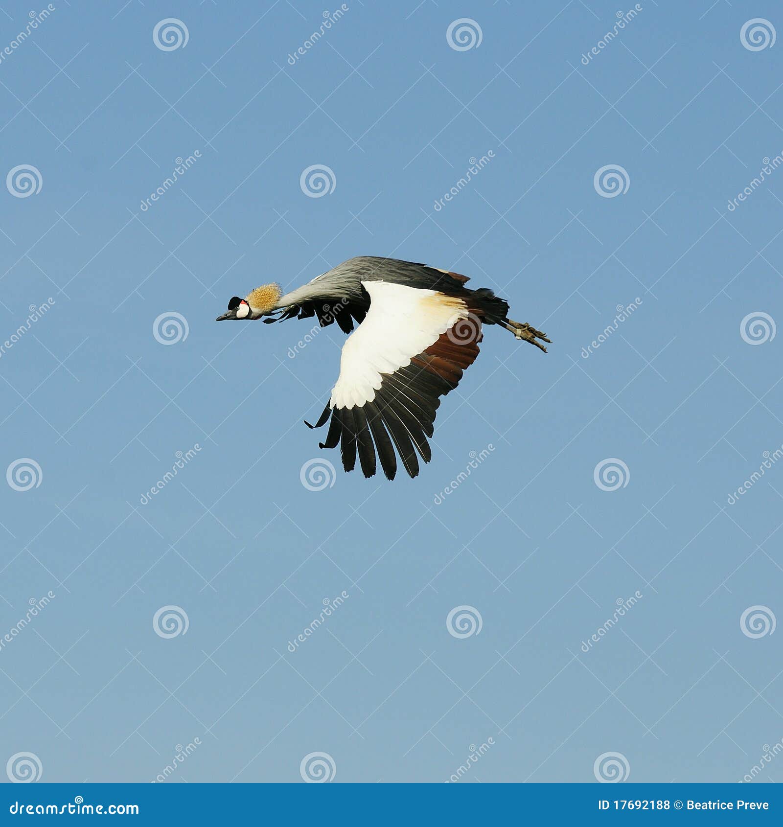 National bird of Uganda stock photo. Image of cranes - 17692188