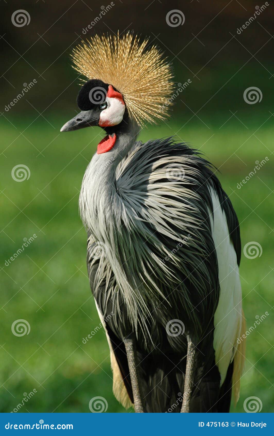 National bird of Uganda stock image. Image of cranes, birds - 475163