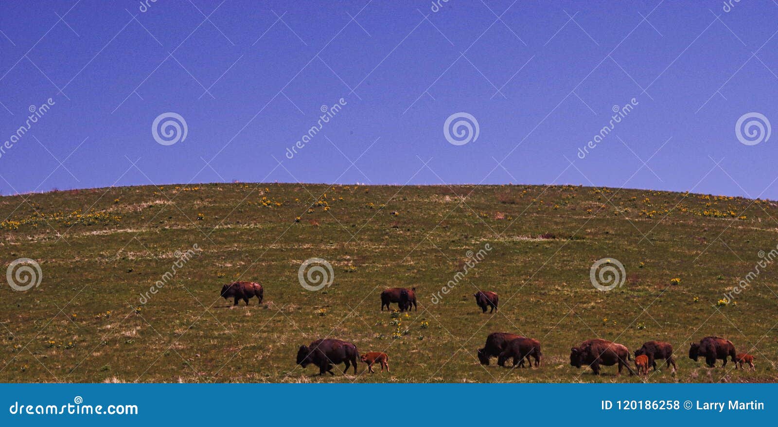 National Bison Reserve, Montana, Bison Grazing. Stock Photo - Image of ...