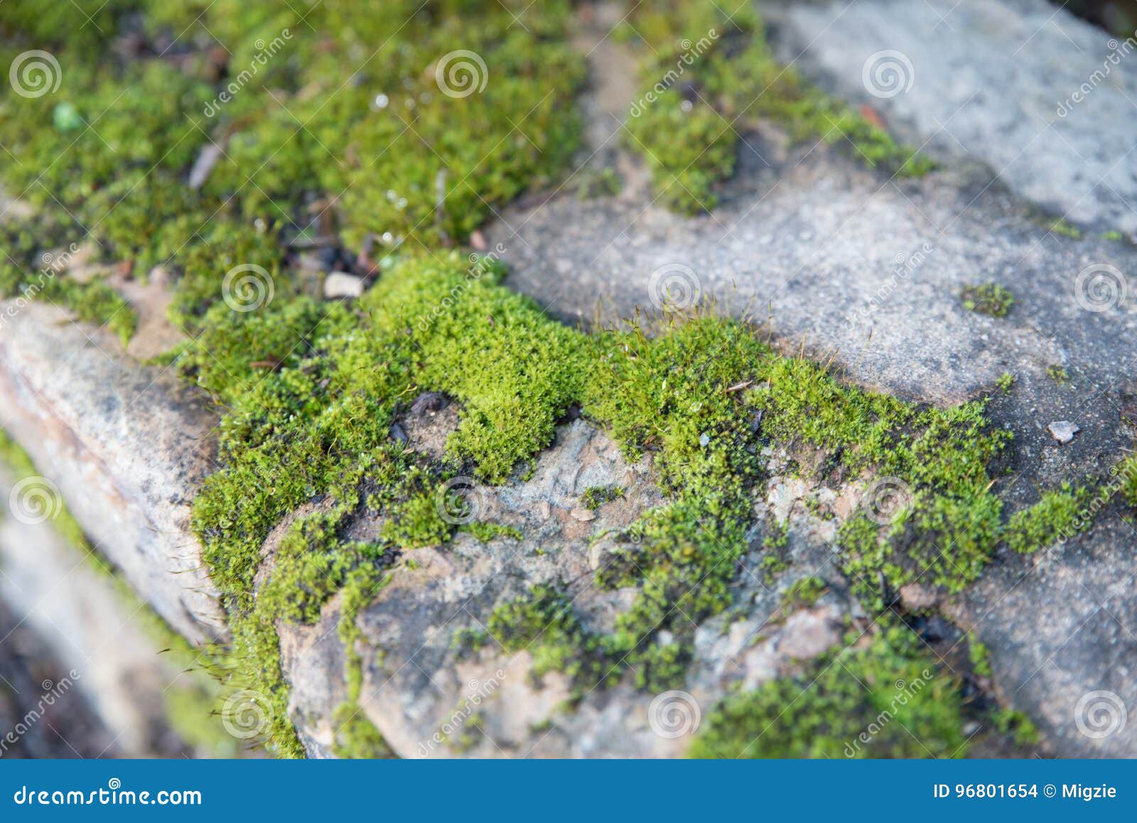 National Botanical Gardens, Canberra, Australia Stock Photo - Image of ...