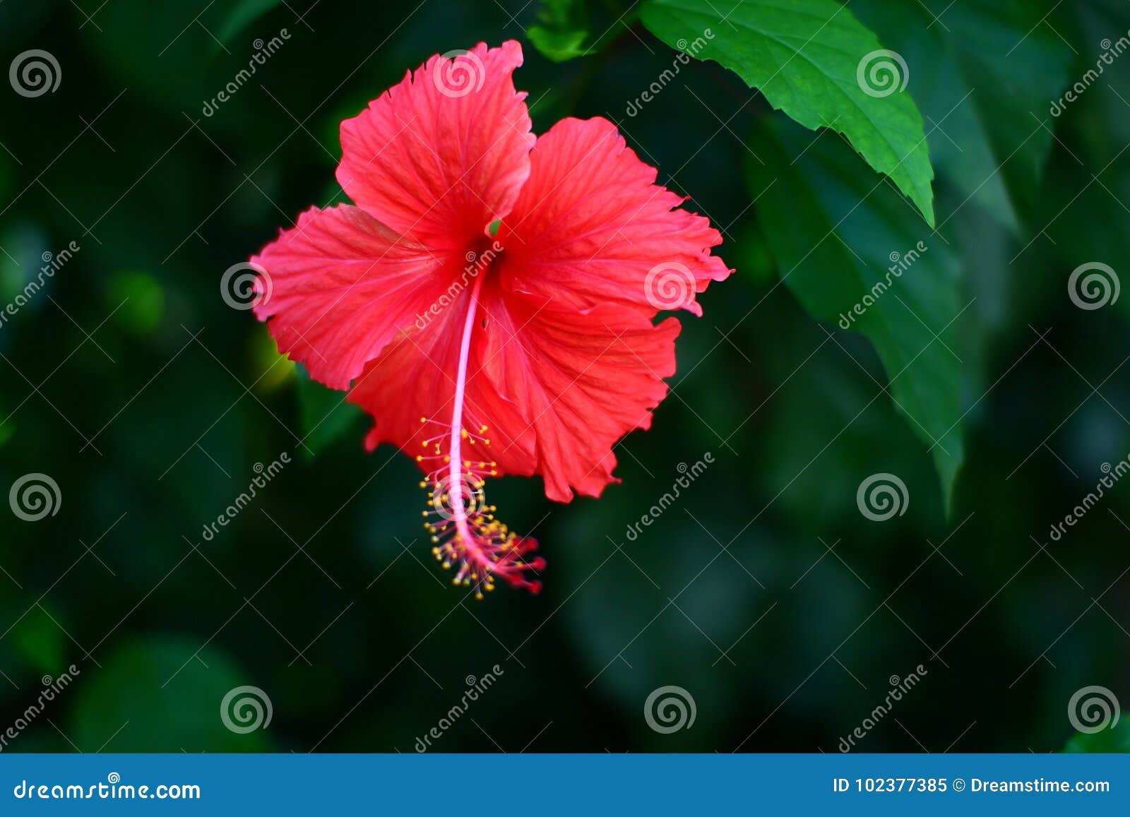 Bunga Raya, the National Flower of Malaysia Stock Image - Image of ...
