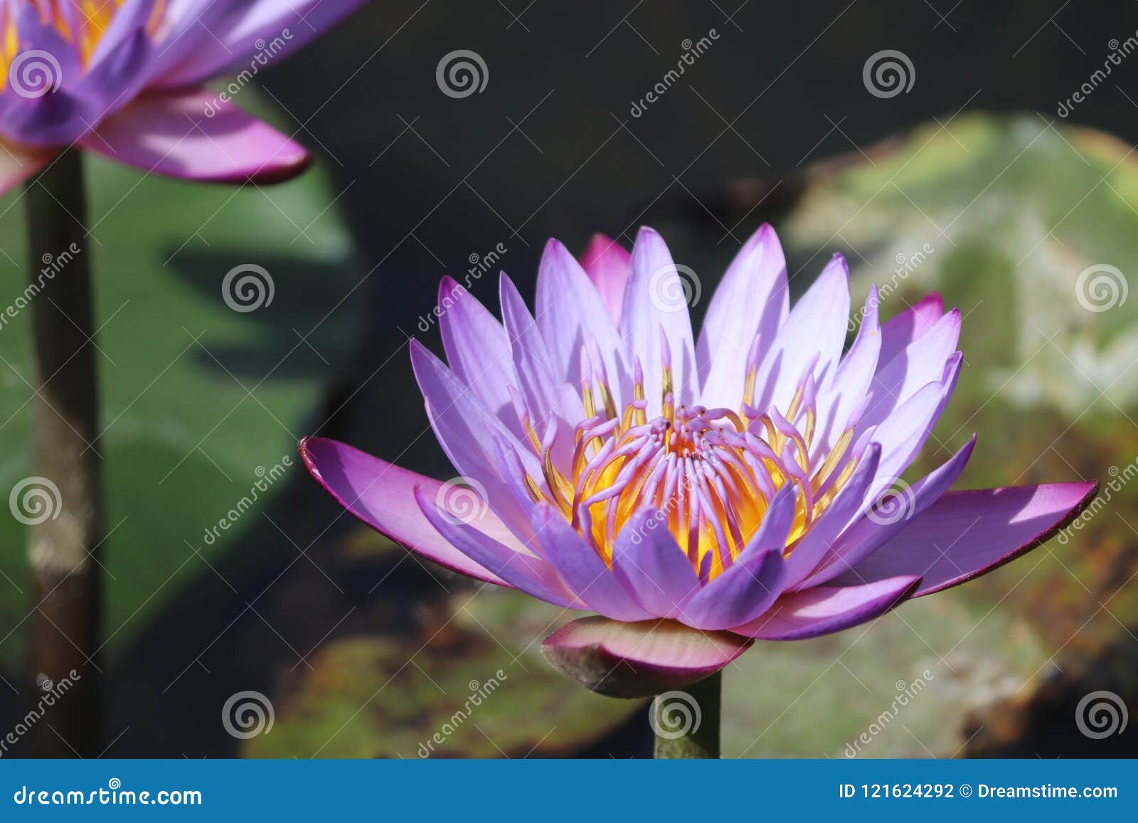 Lotus stock photo. Image of beauty, flower, national - 121624292