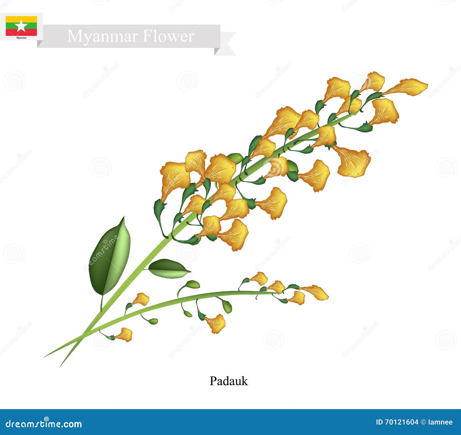 Burma Padauk Flower Stock Photo | CartoonDealer.com #67375662 Burma Padauk Flower Stock Photo | CartoonDealer.com #67375662