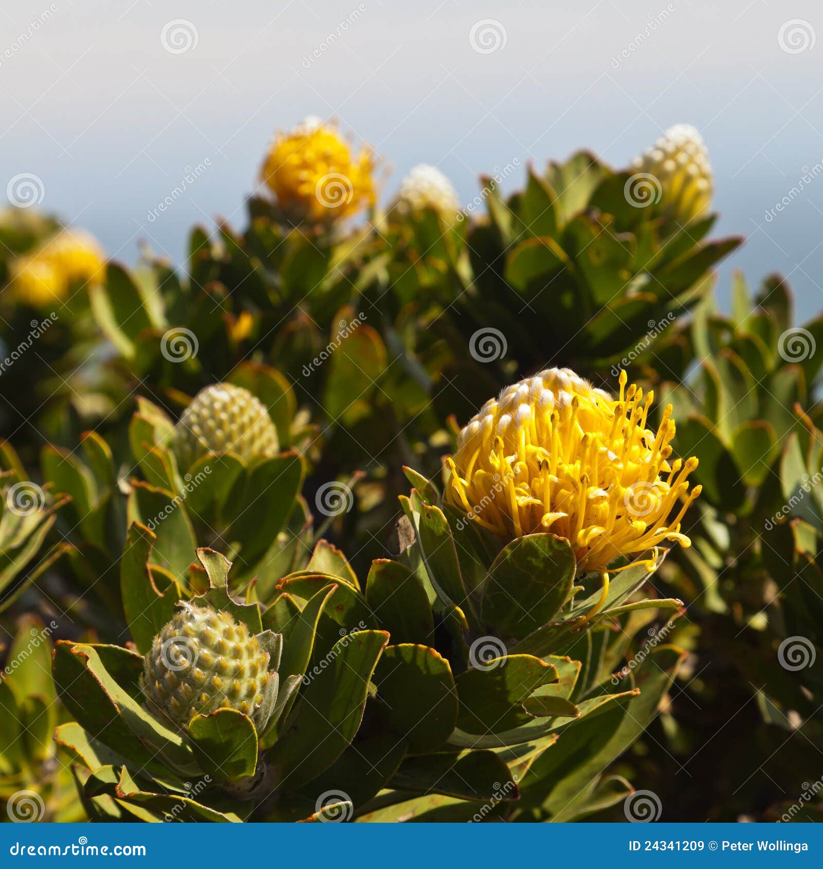 National Flower from South Africa Stock Image - Image of yellow, bloom ...