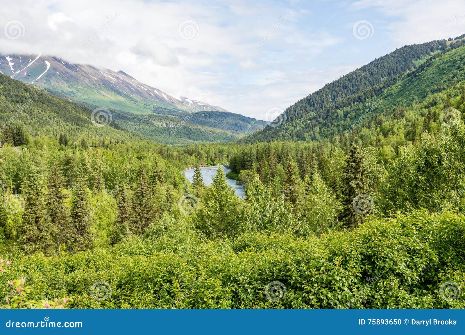 National Forest in Alaska stock photo. Image of beautiful - 75893650