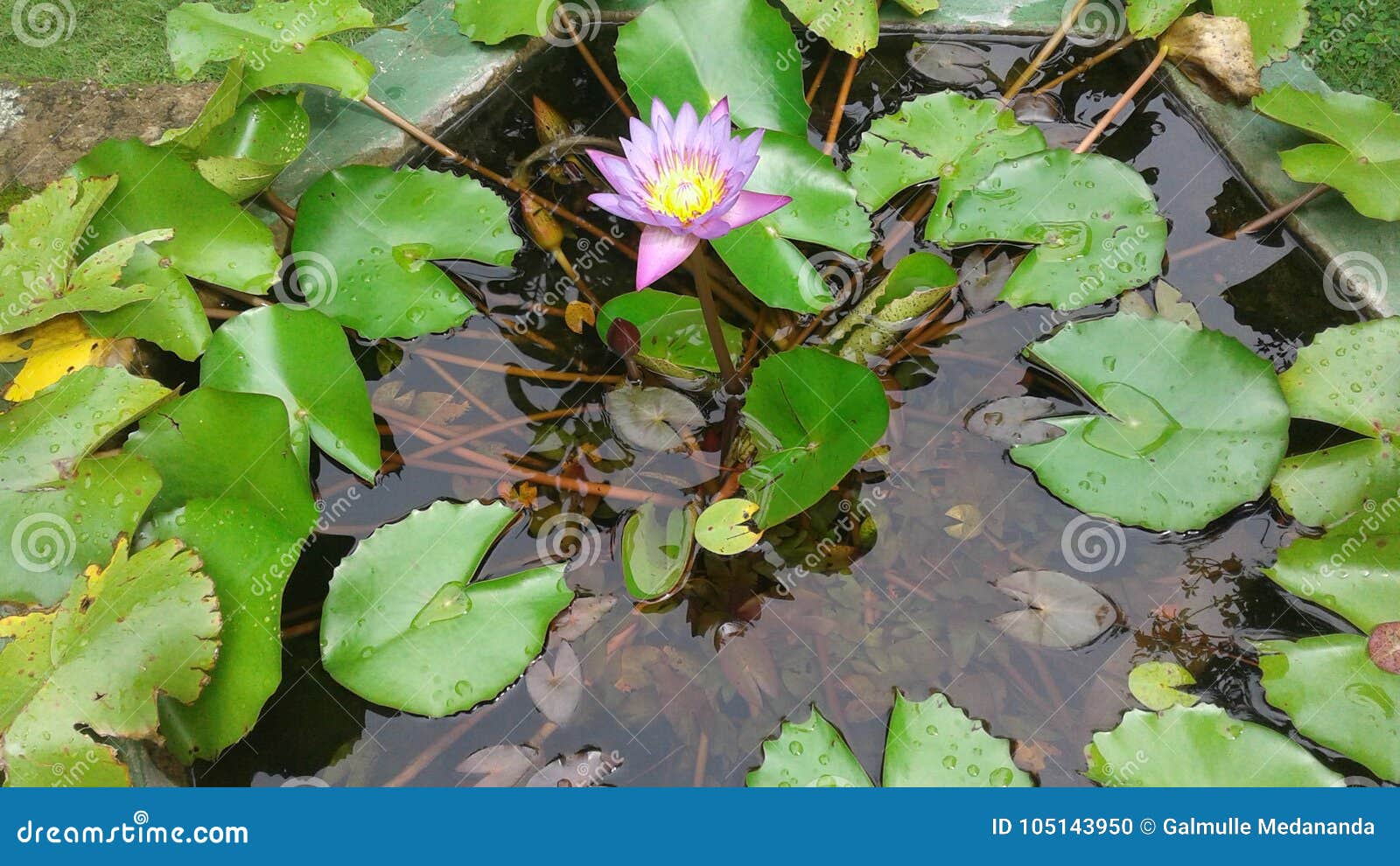 National nilmanel flower stock photo. Image of nilmanel - 105143950