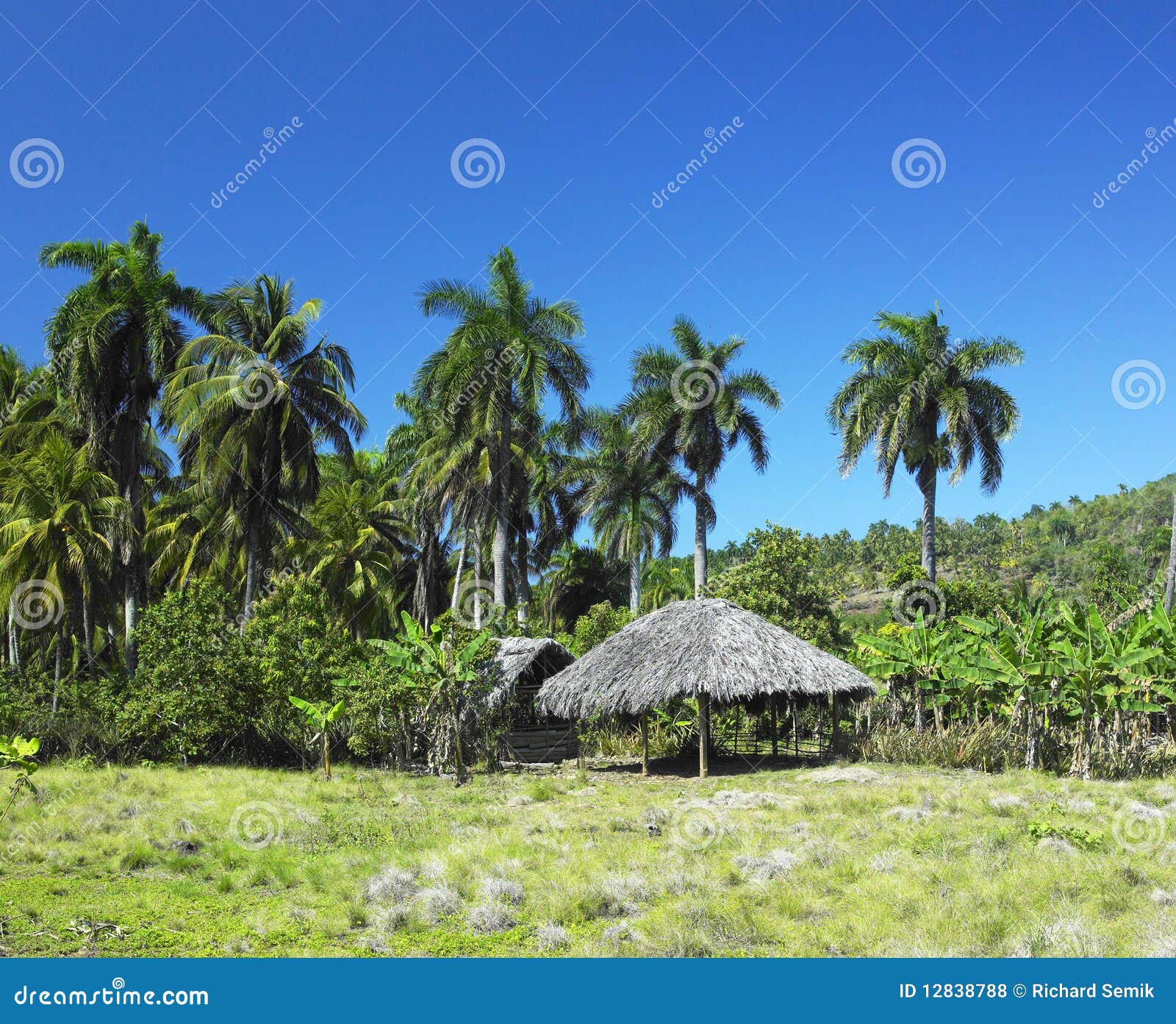 National Park in Cuba stock photo. Image of america, latin - 12838788