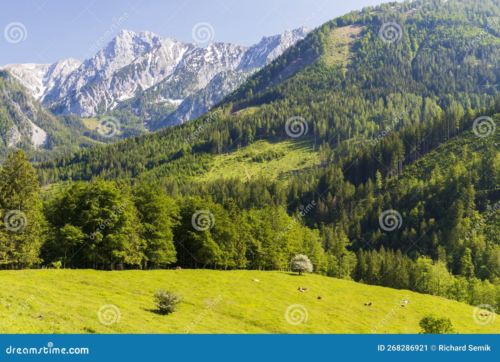 National Park Kalkalpen in Austria Stock Image - Image of forest ...
