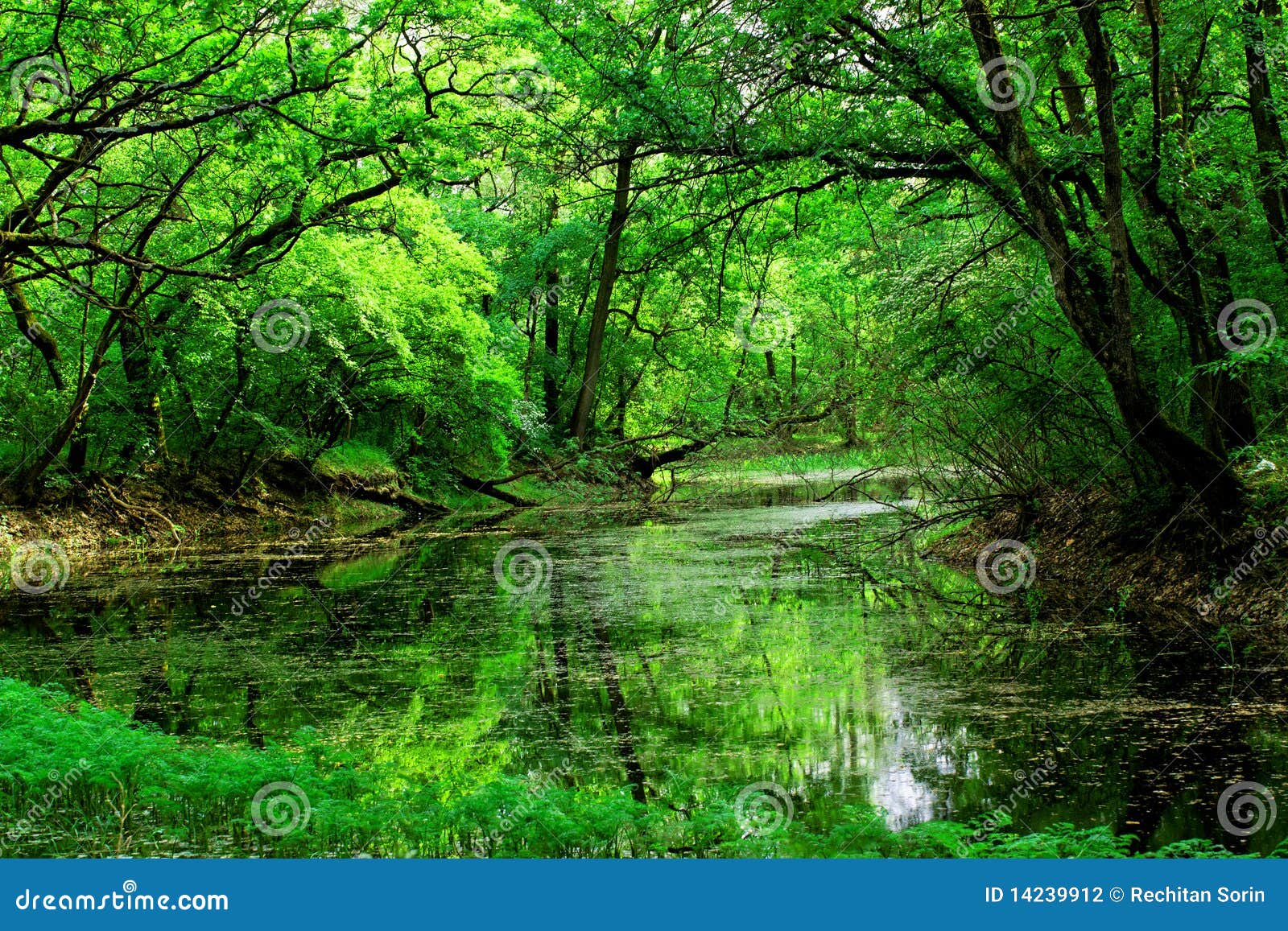 National Park Lunca Muresului Stock Photo - Image of nature, mures ...