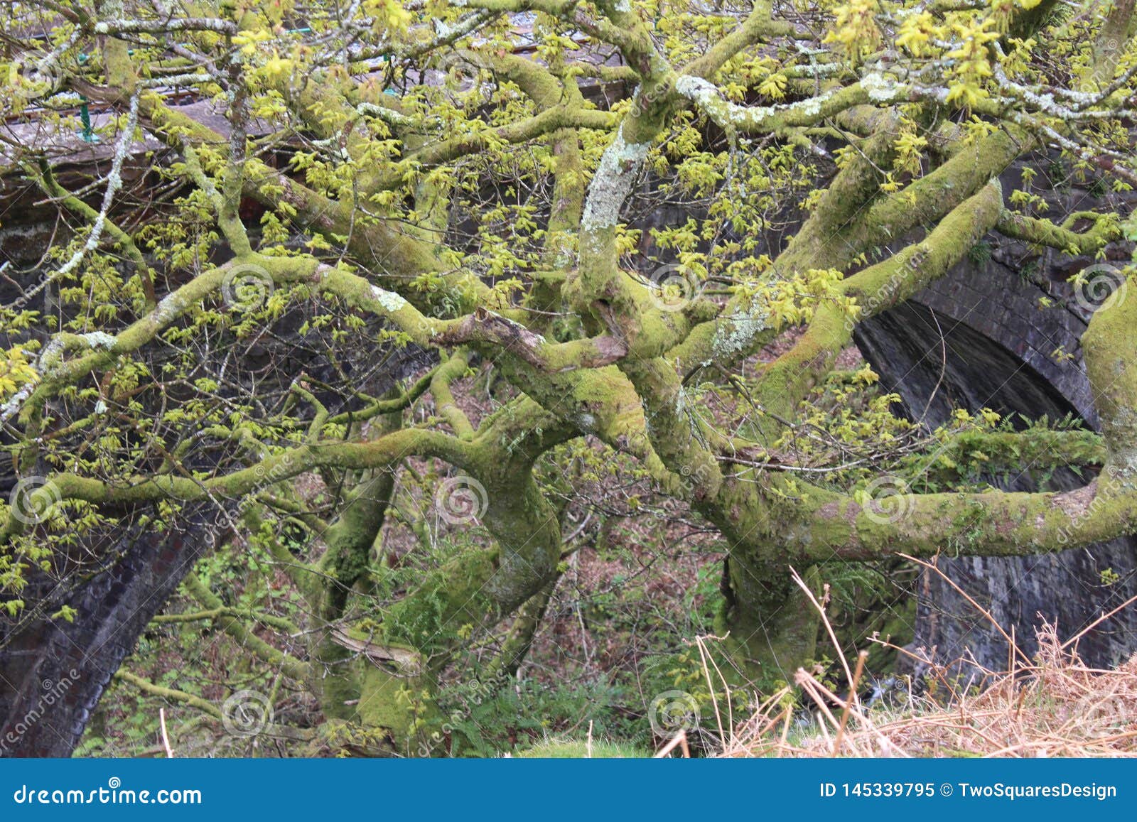 The unique view of tree stock image. Image of national - 145339795