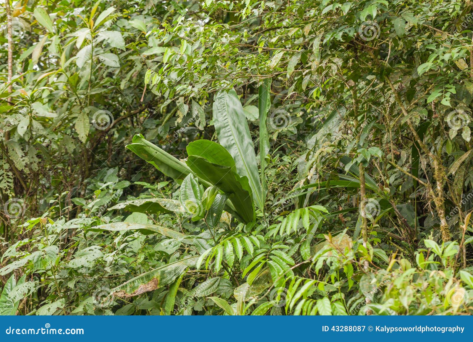 Tropical Rainforest Producers