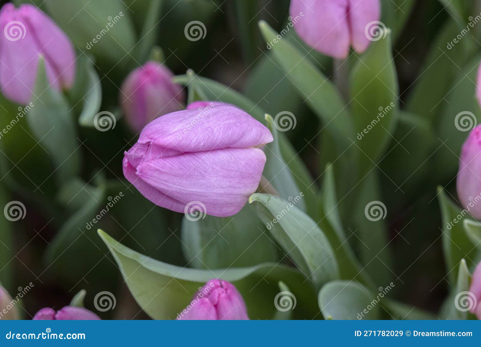 National Tulip Day at Amsterdam the Netherlands 21-1-2023 Stock Image ...