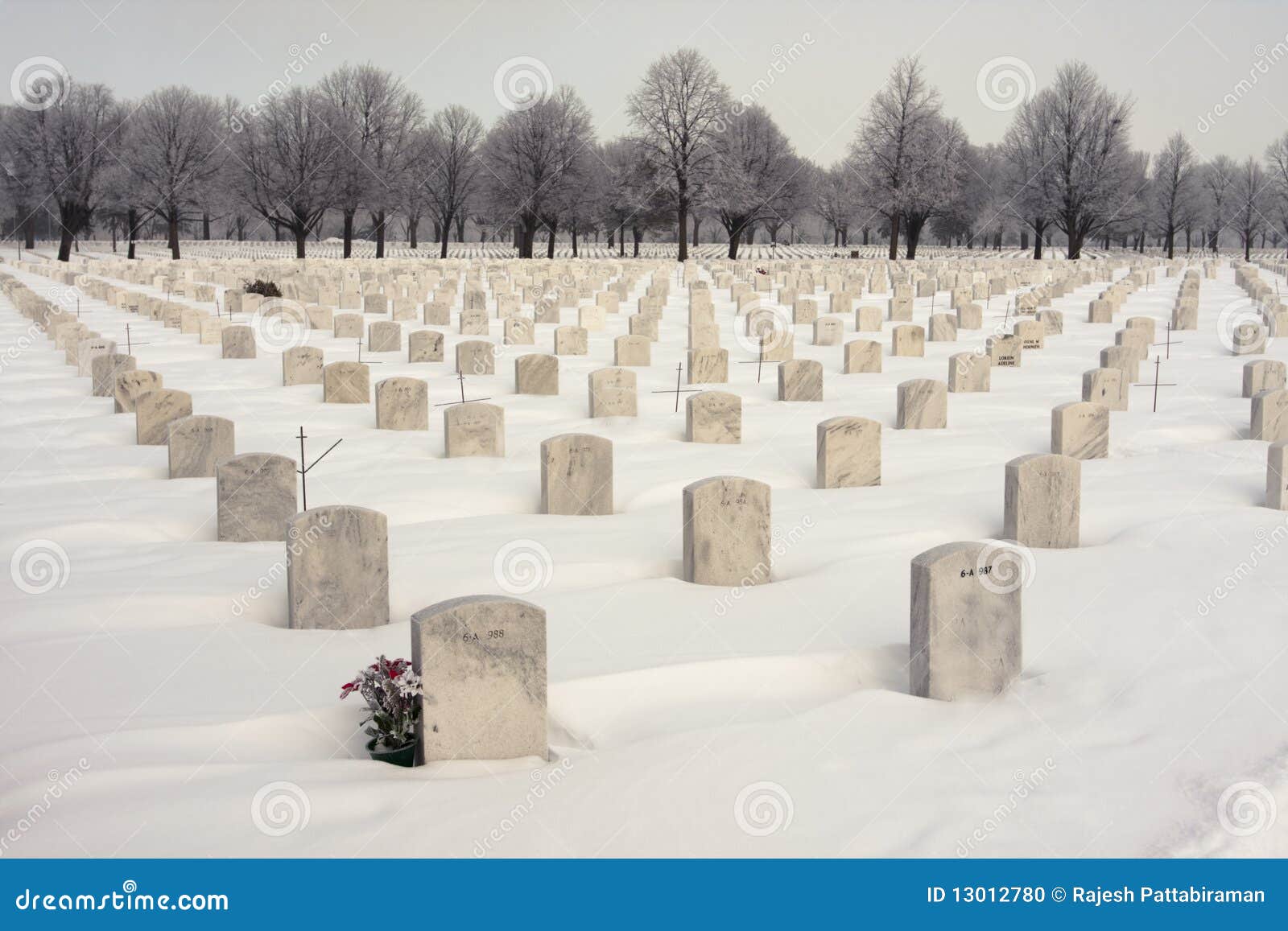National WW2 Cemetery editorial image. Image of tree - 13012780