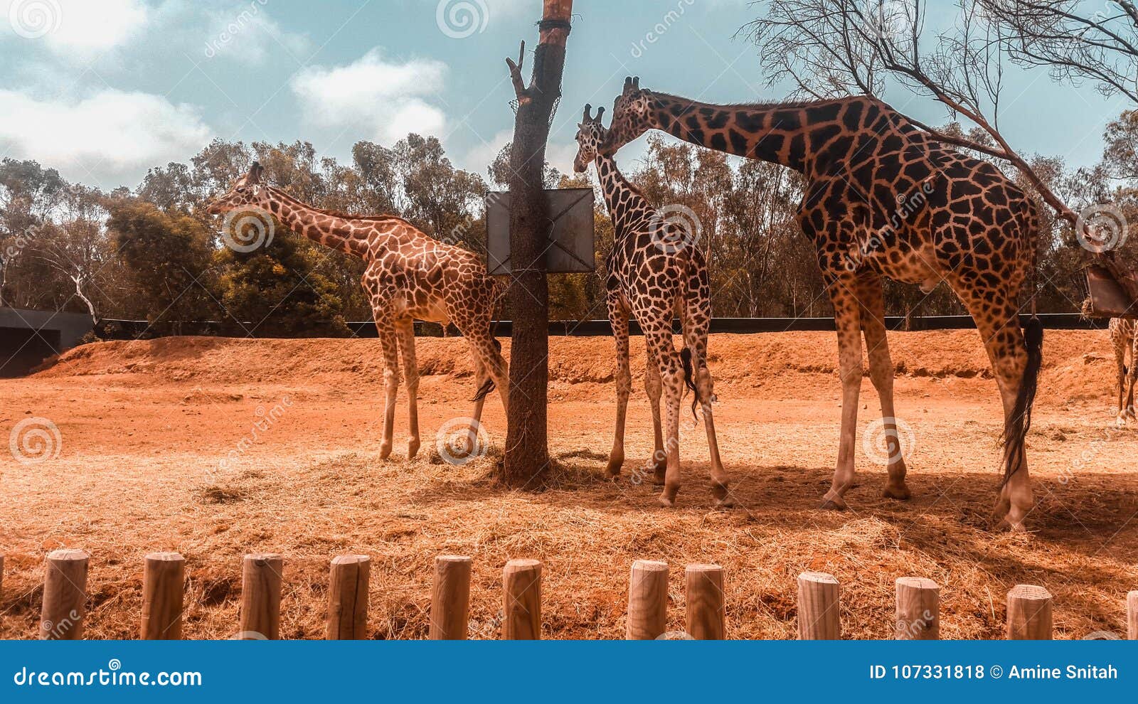 National zoo of Rabat editorial stock photo. Image of north - 107331818