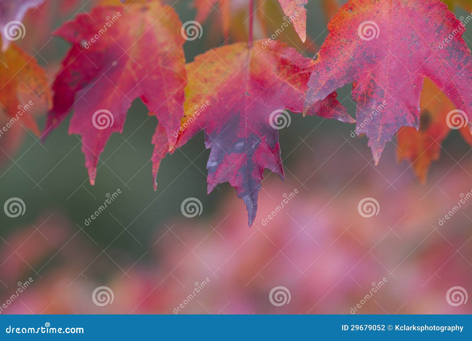 Native Alabama Maple Autumn Leaf Background Stock Photo - Image of ...