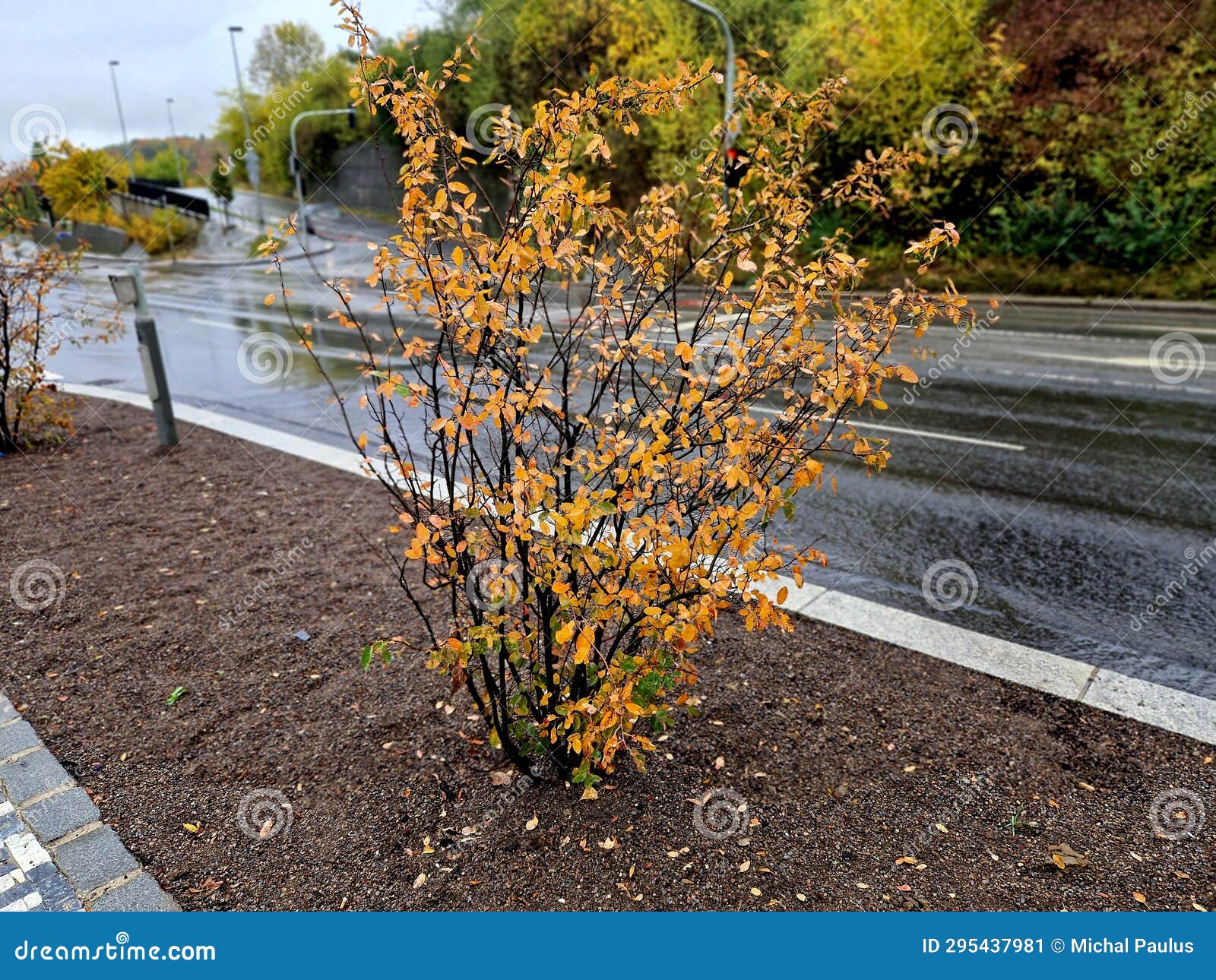 Native American Blueberry. Rosaceae the Toadstool Will Delight You ...