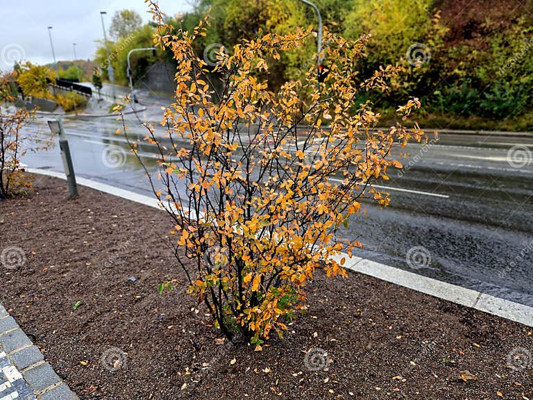 Native American Blueberry. Rosaceae the Toadstool Will Delight You ...