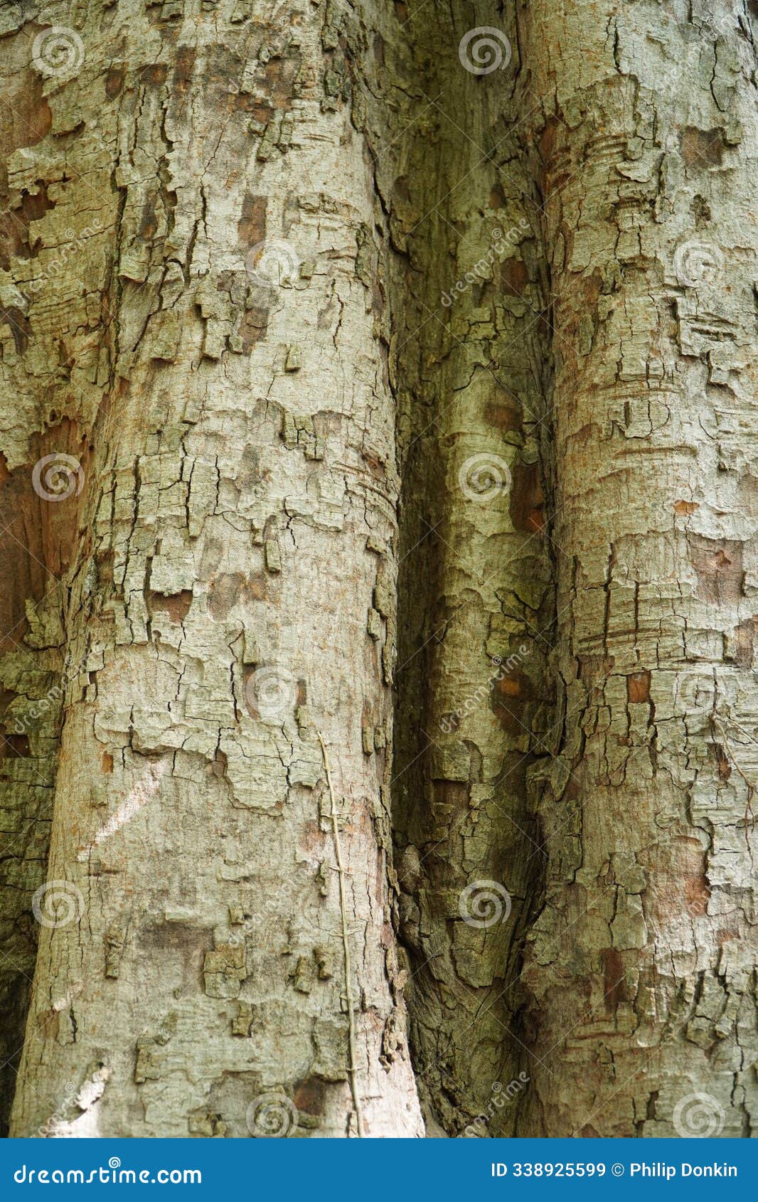 Native Asian Tree with Ruff Bark and Outer Layer with Unique Patterns ...