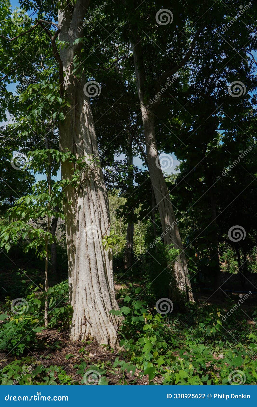 Native Asian Tree with Ruff Bark and Outer Layer with Unique Patterns ...