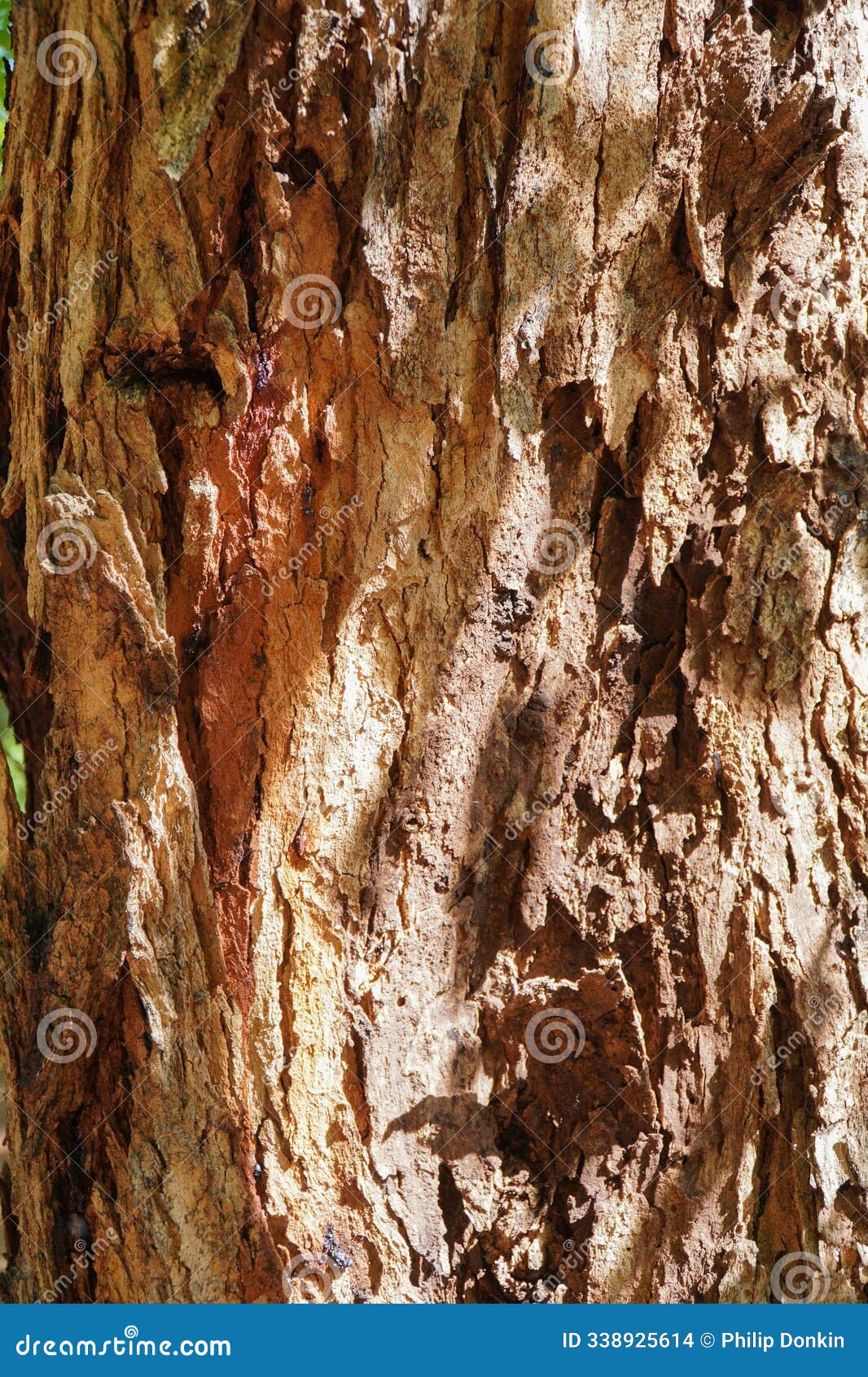 Native Asian Tree with Ruff Bark and Outer Layer with Unique Patterns ...