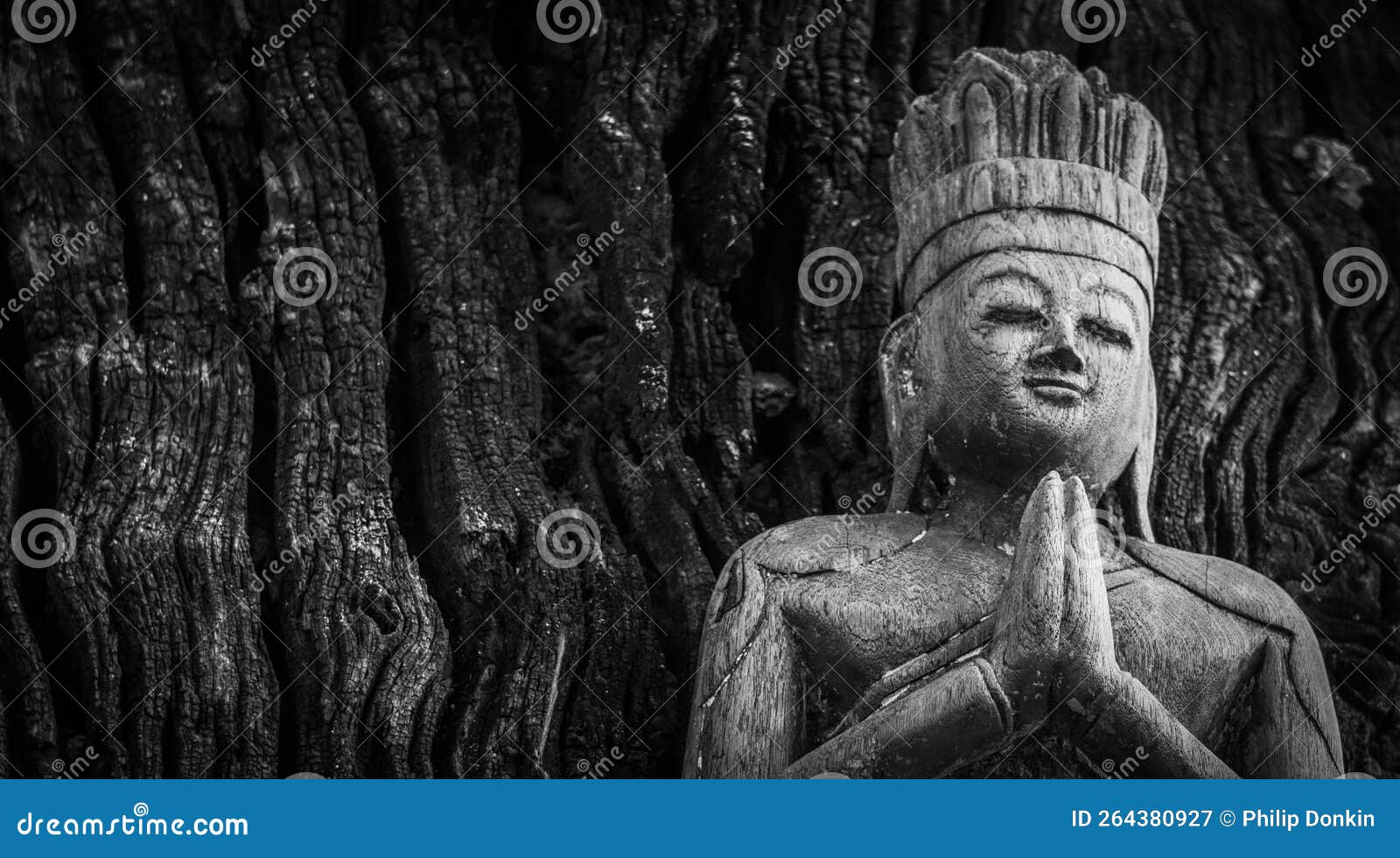 Native Asian Tree with Ruff Bark Patterns and Texture with Ancient ...