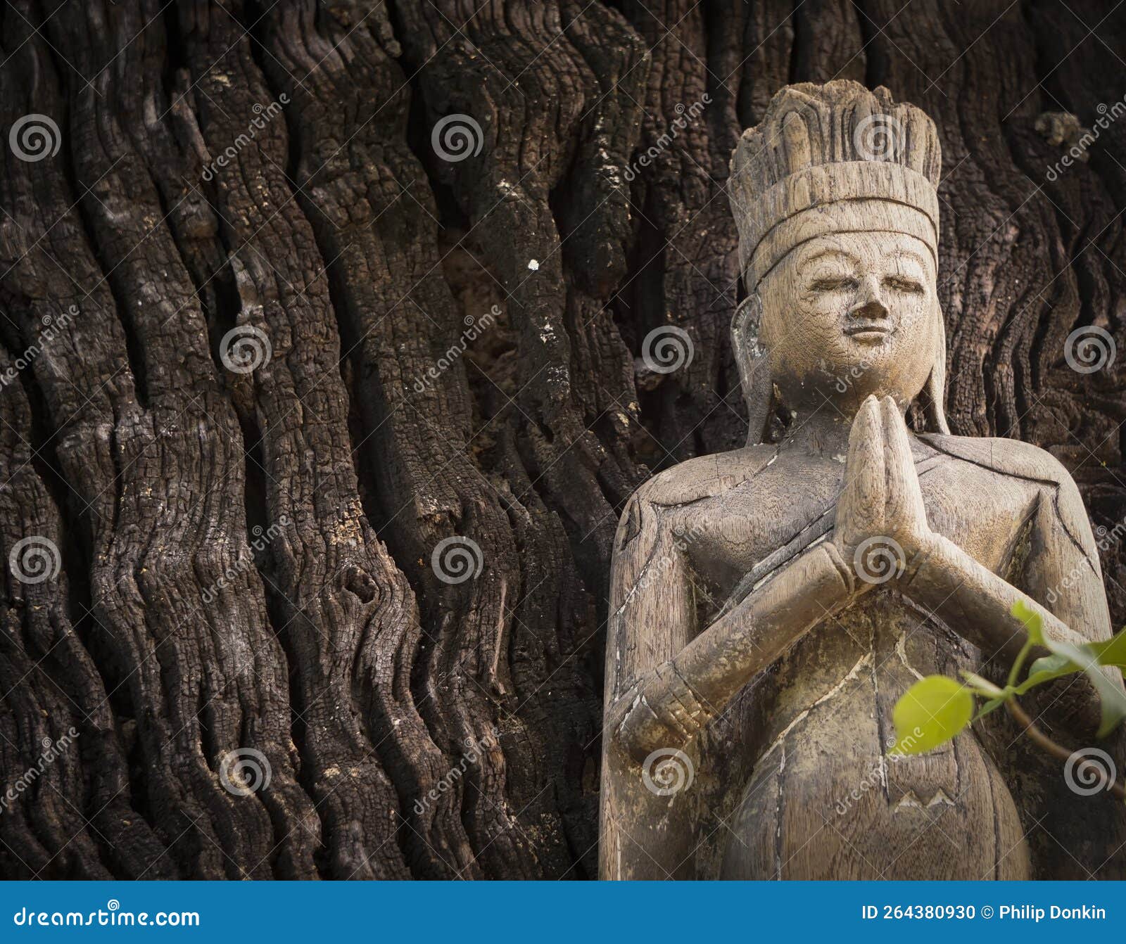 Native Asian Tree with Ruff Bark Patterns and Texture with Ancient ...