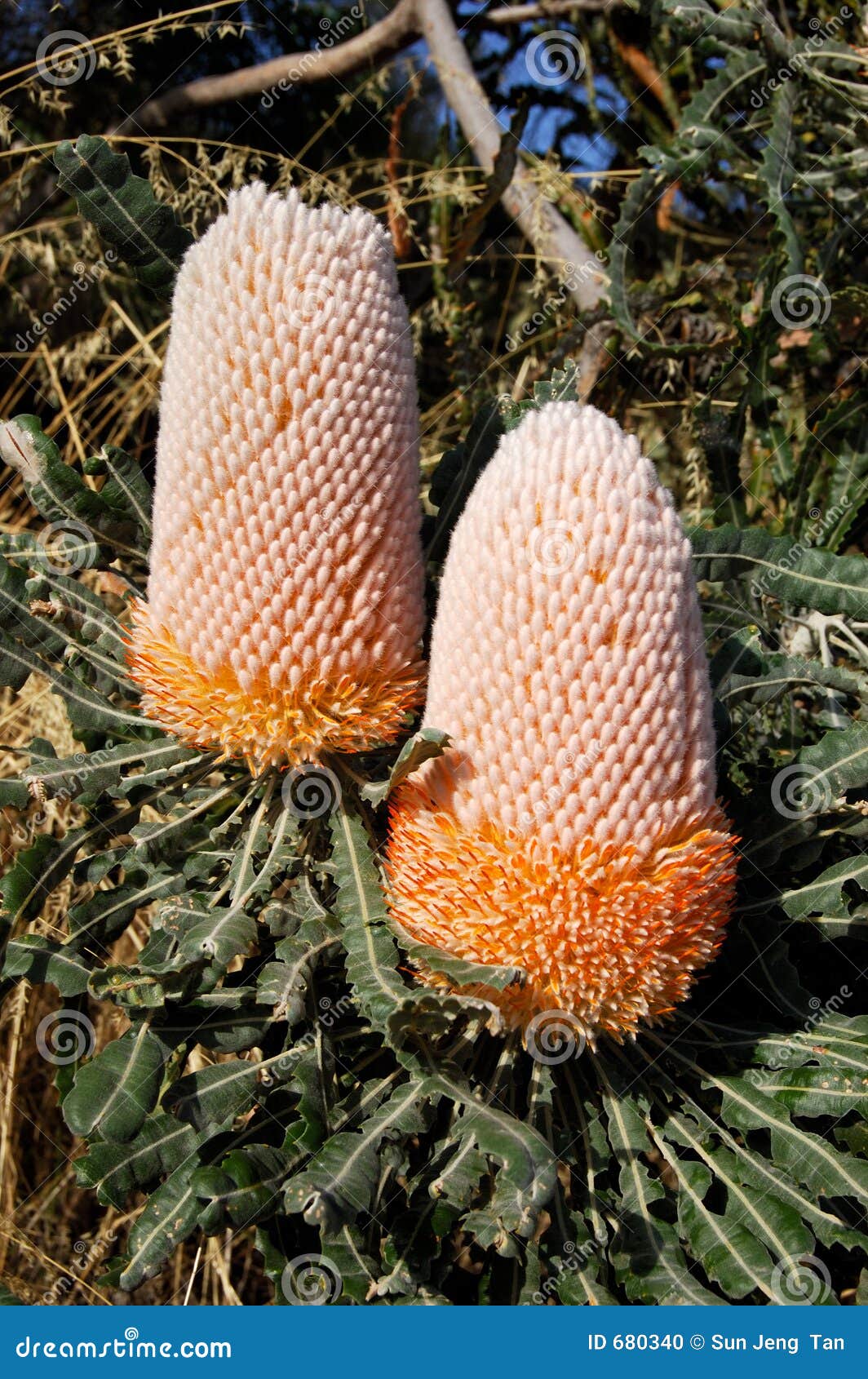 Native Australia s Banksia stock photo. Image of bush, orange - 680340
