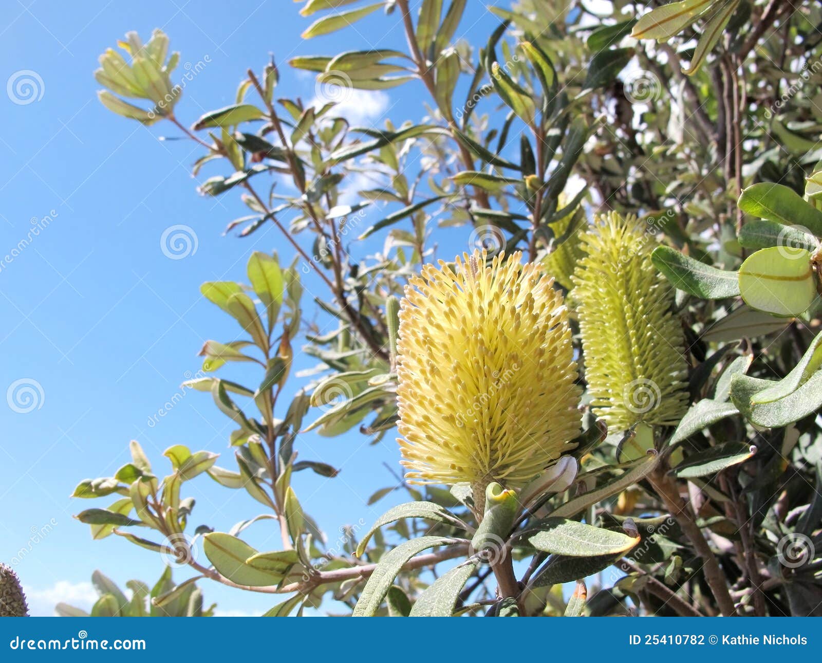 Native Australian Banksia stock photo. Image of wildflower - 25410782