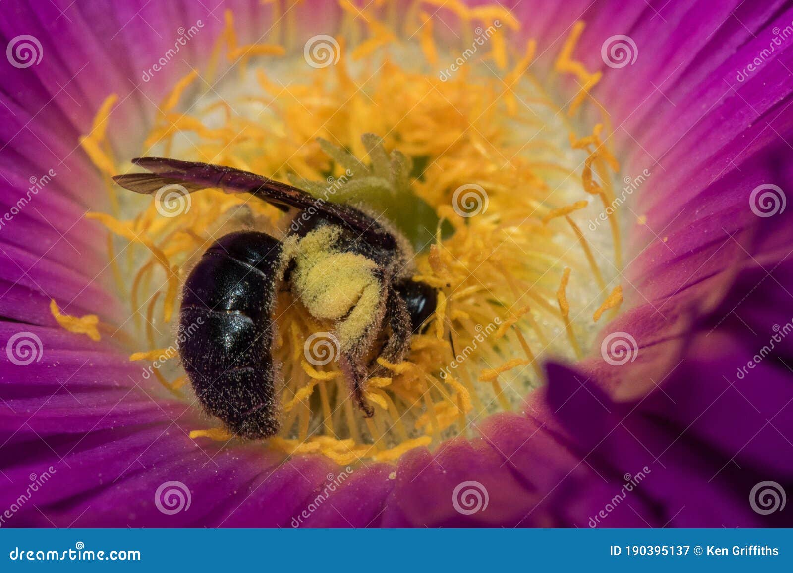 Pig Face and native bees stock image. Image of pollen - 190395137