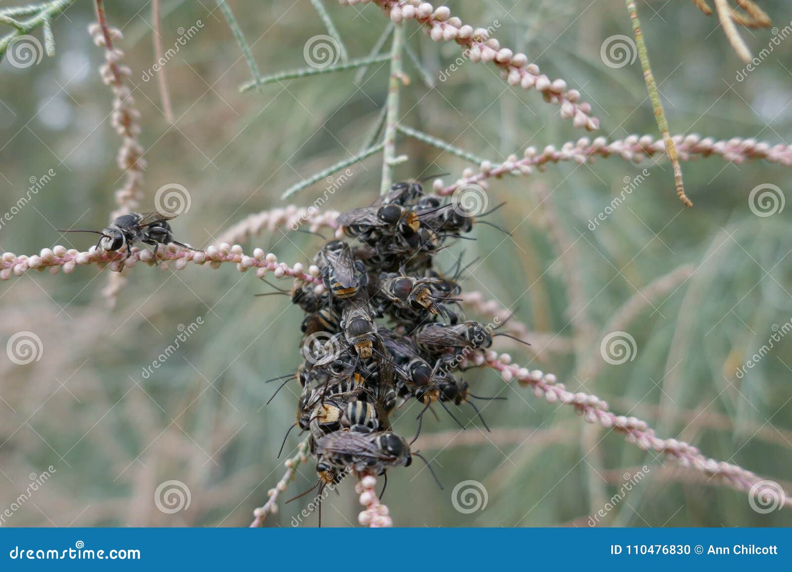 Native Australian Bees stock photo. Image of bees, crocus - 110476830