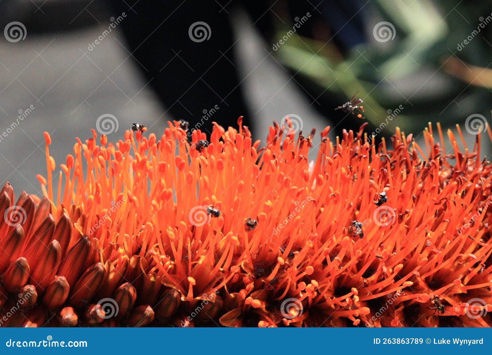 Native Australian Bees on Red Wattle Flower Stock Image - Image of ...