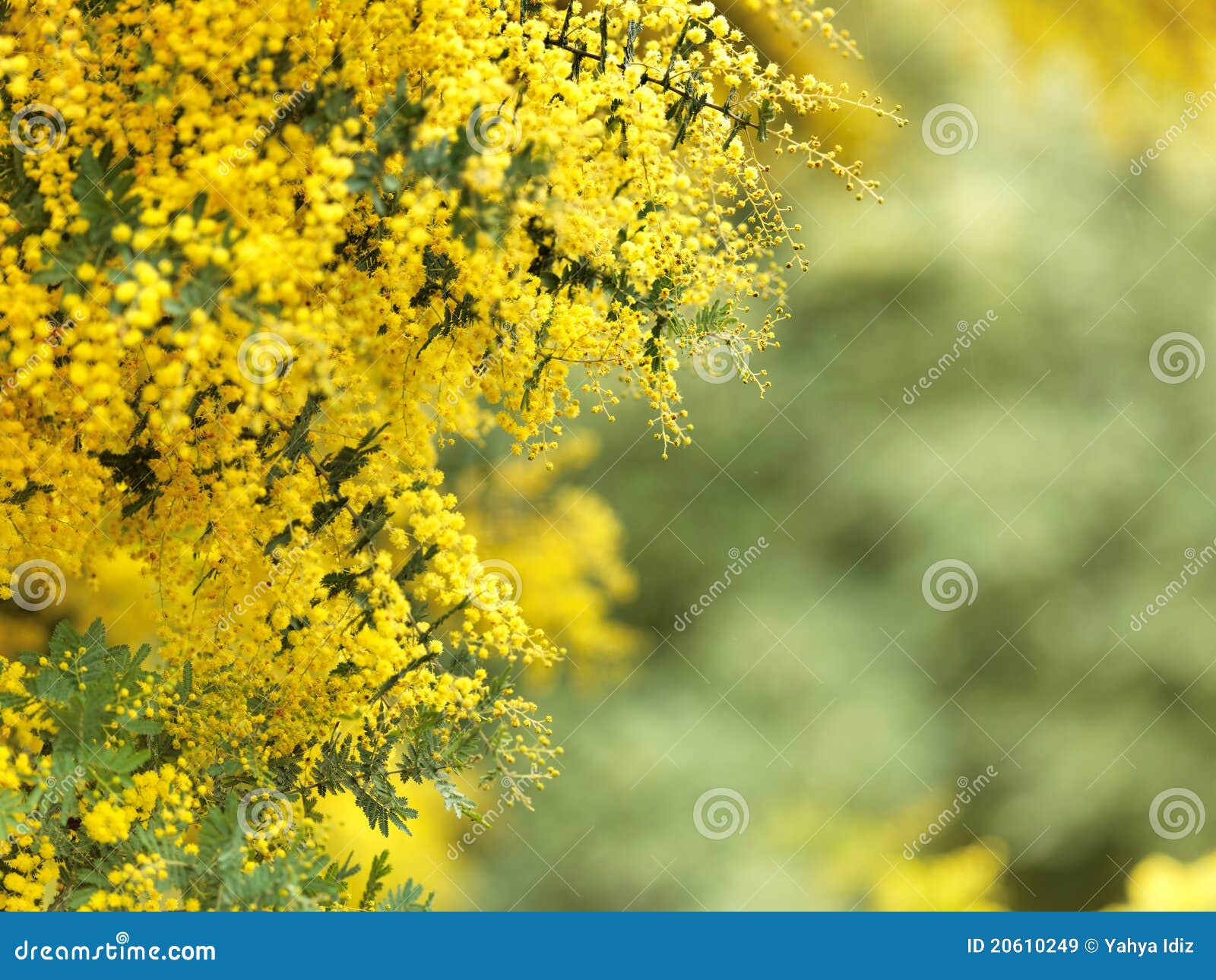 Native Australian Flower Royalty-Free Stock Photography | CartoonDealer ...