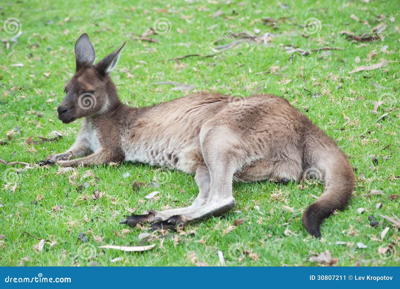Native Australian kangaroo stock image. Image of vertebrate - 30807211