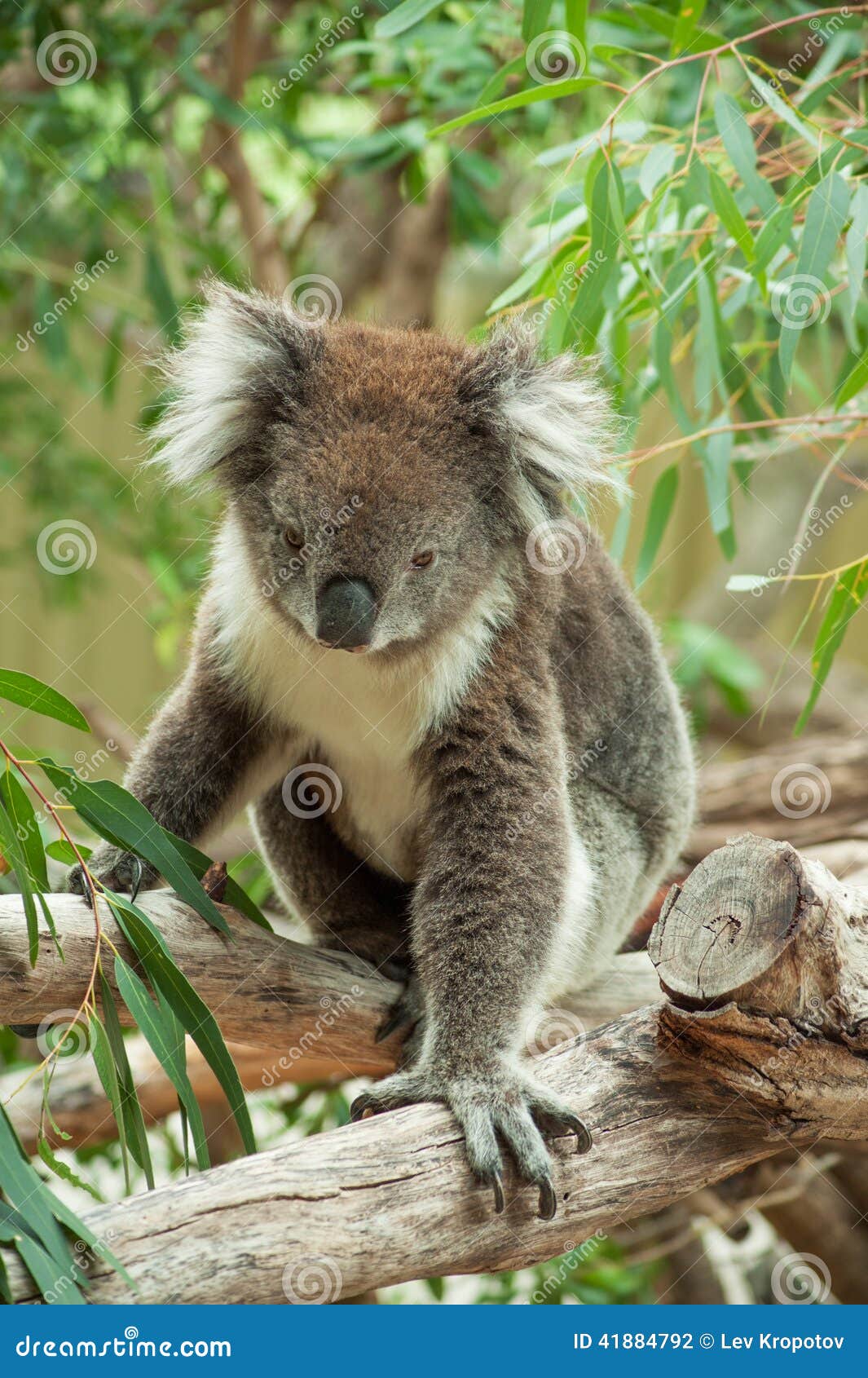 Native Australian Koala stock photo. Image of nature - 41884792