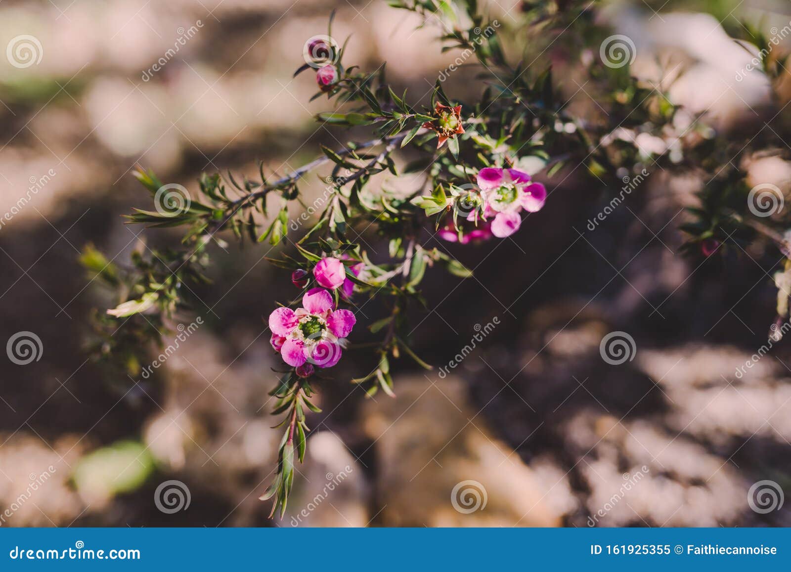 Native Australian Tea Tree in Bloom with Pink Flowers Stock Image ...