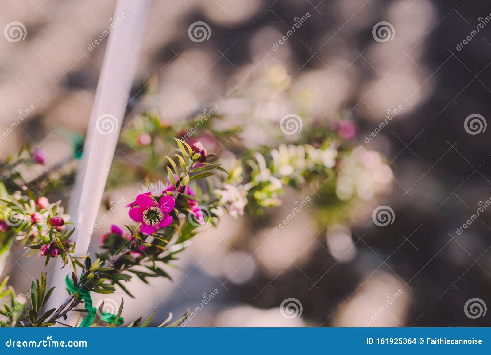 Native Australian Tea Tree in Bloom with Pink Flowers Stock Photo ...