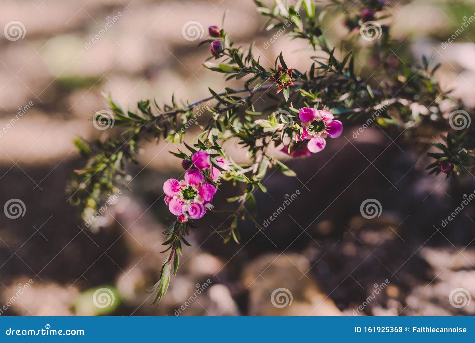 Native Australian Tea Tree in Bloom with Pink Flowers Stock Photo ...