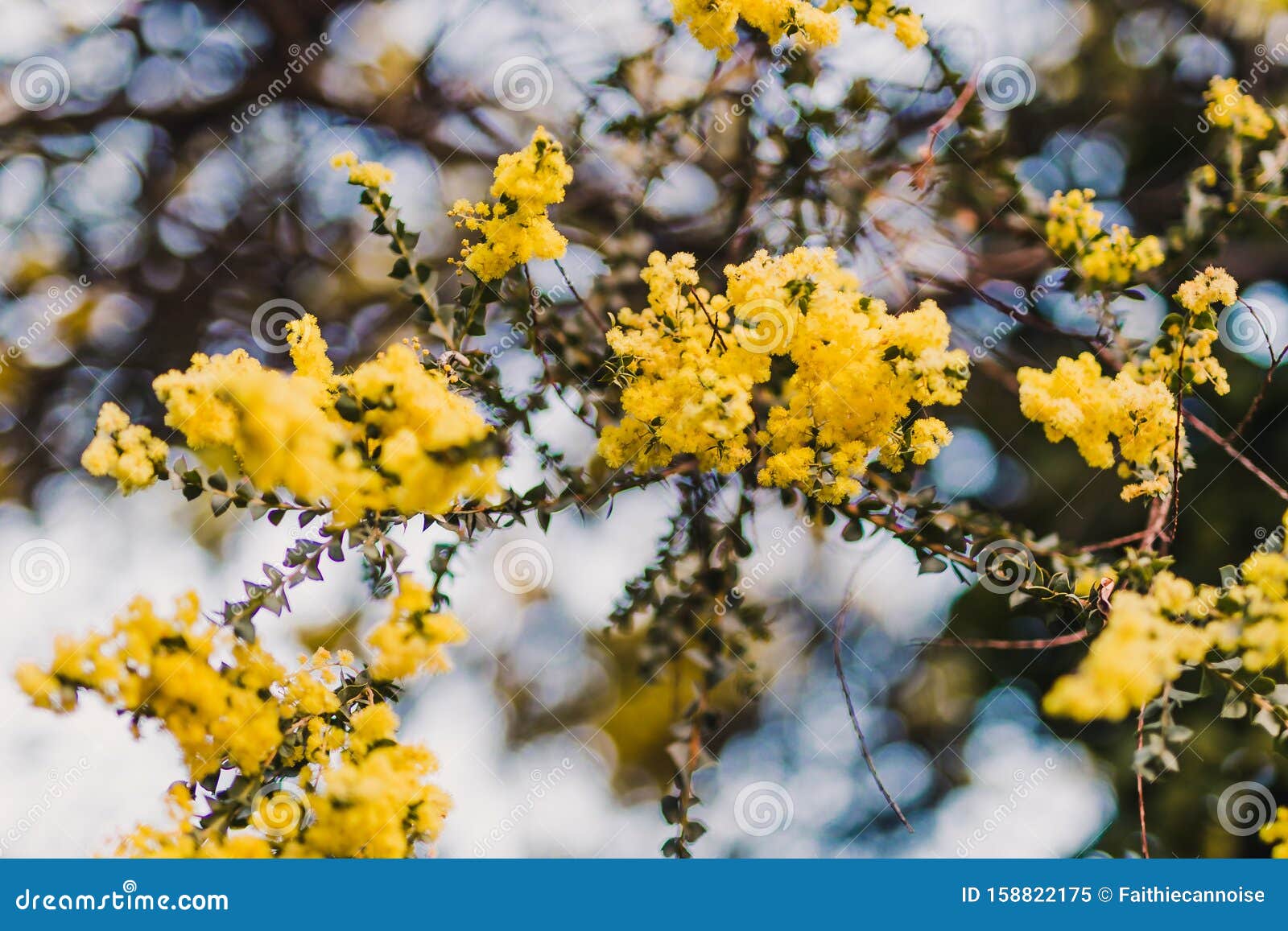 Native Australian Wattle Tree about To Bloom Stock Image - Image of ...