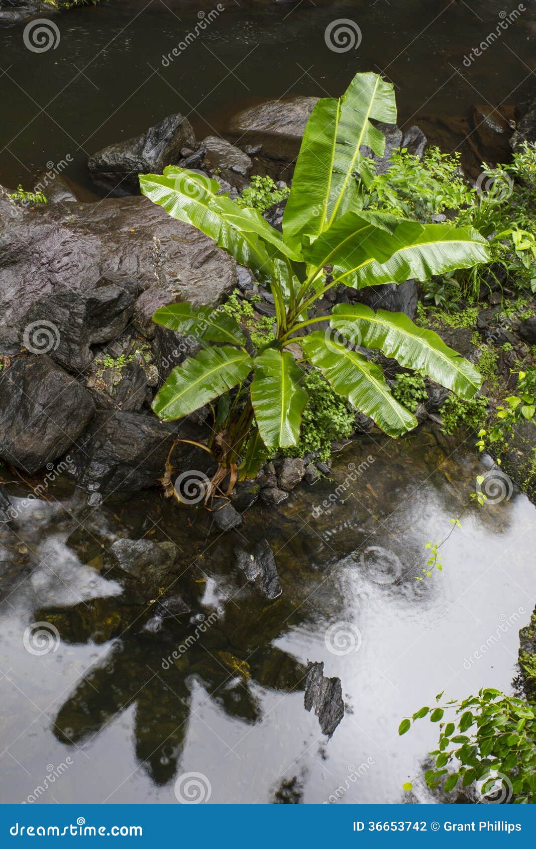 Native Banana Tree in Rainforest Creek Stock Photo - Image of ...