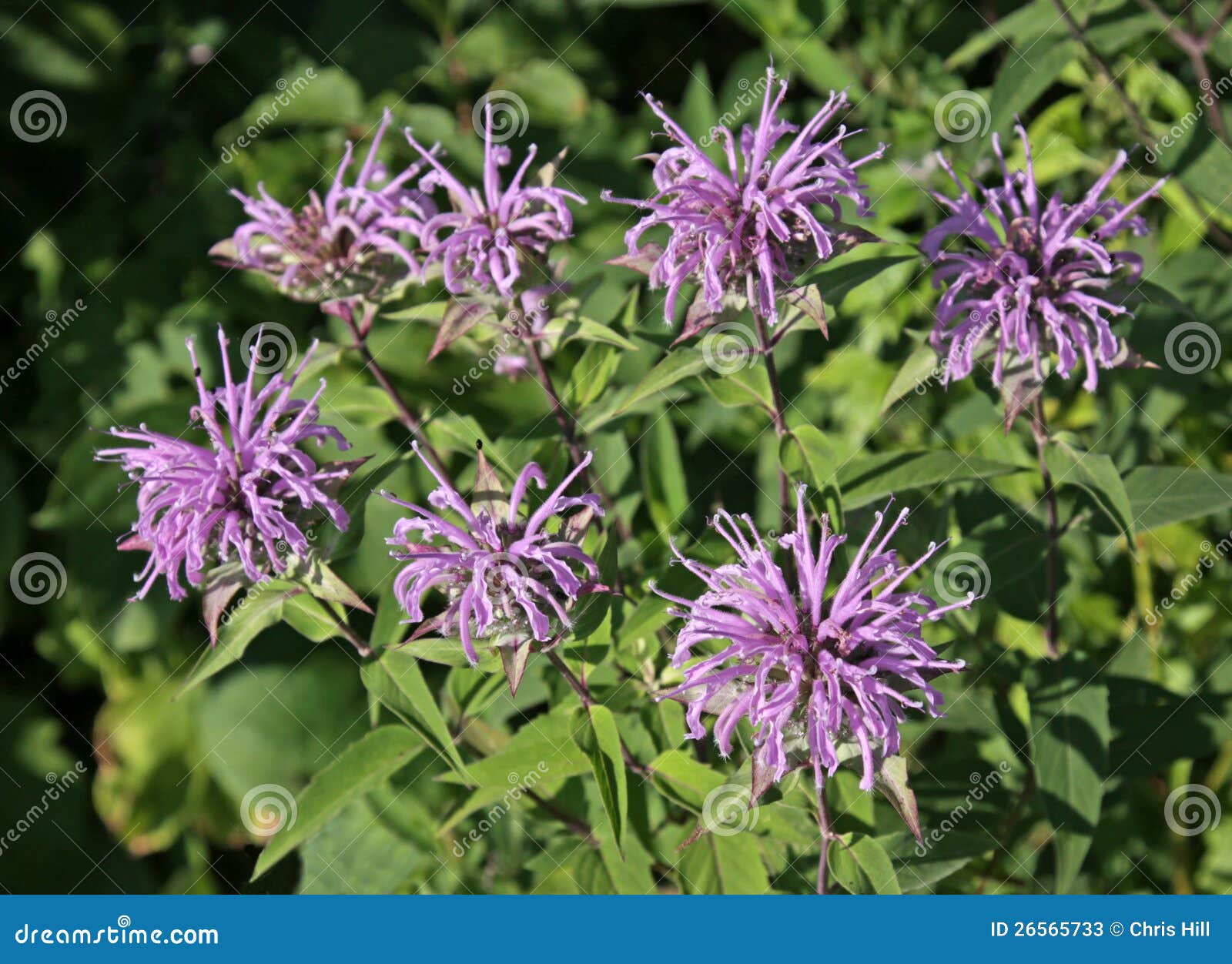 Native Bee Balm stock image. Image of purple, nature - 26565733