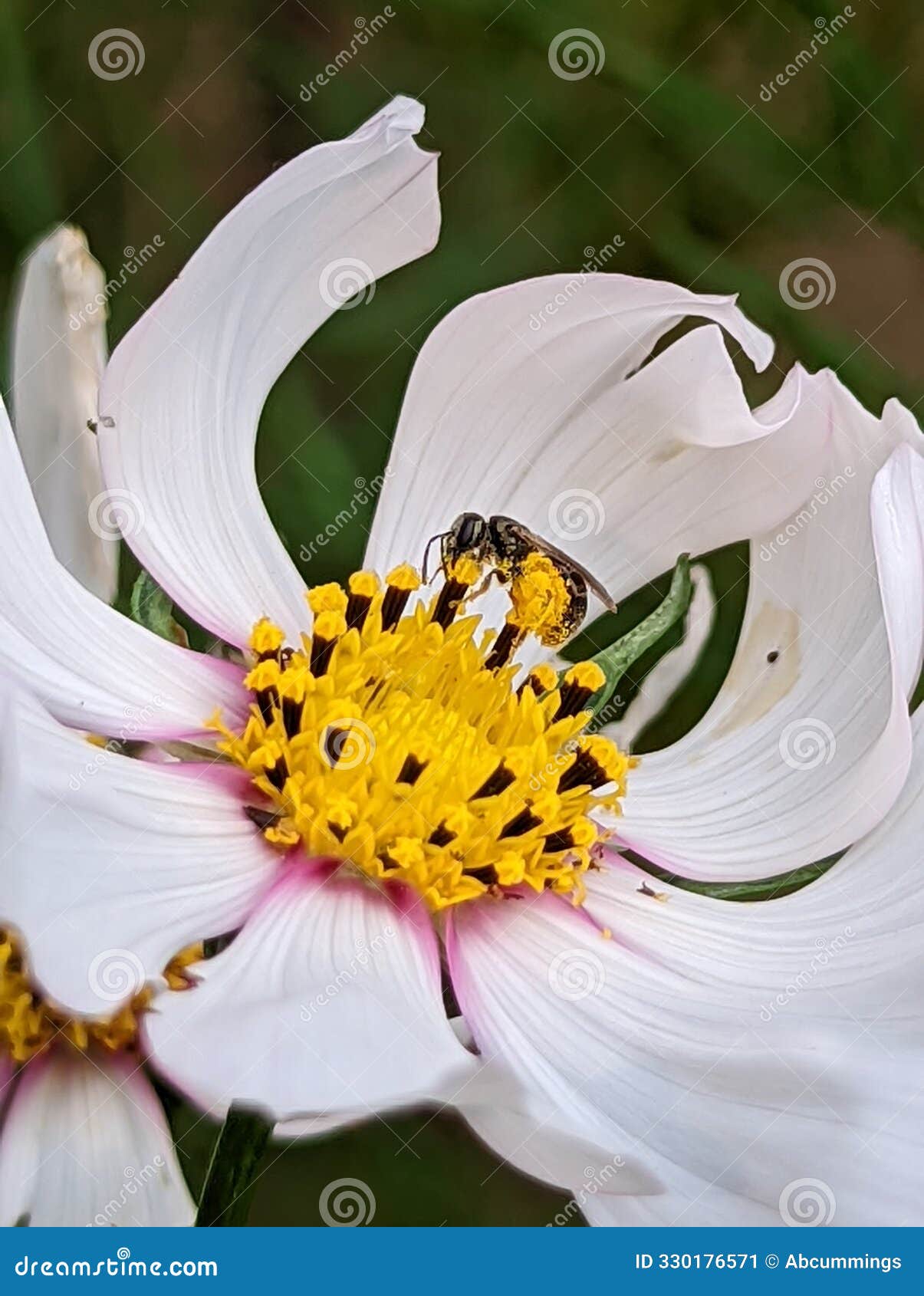 Native bee on wildflower stock image. Image of pollinator - 330176571