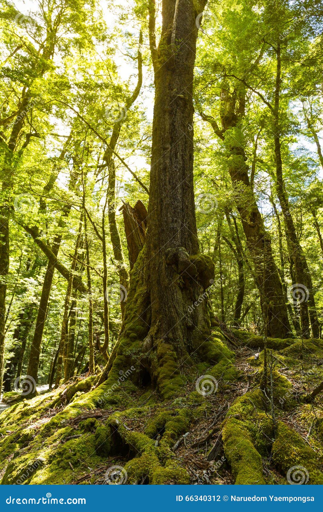Native beech forest stock photo. Image of fresh, mystery - 66340312