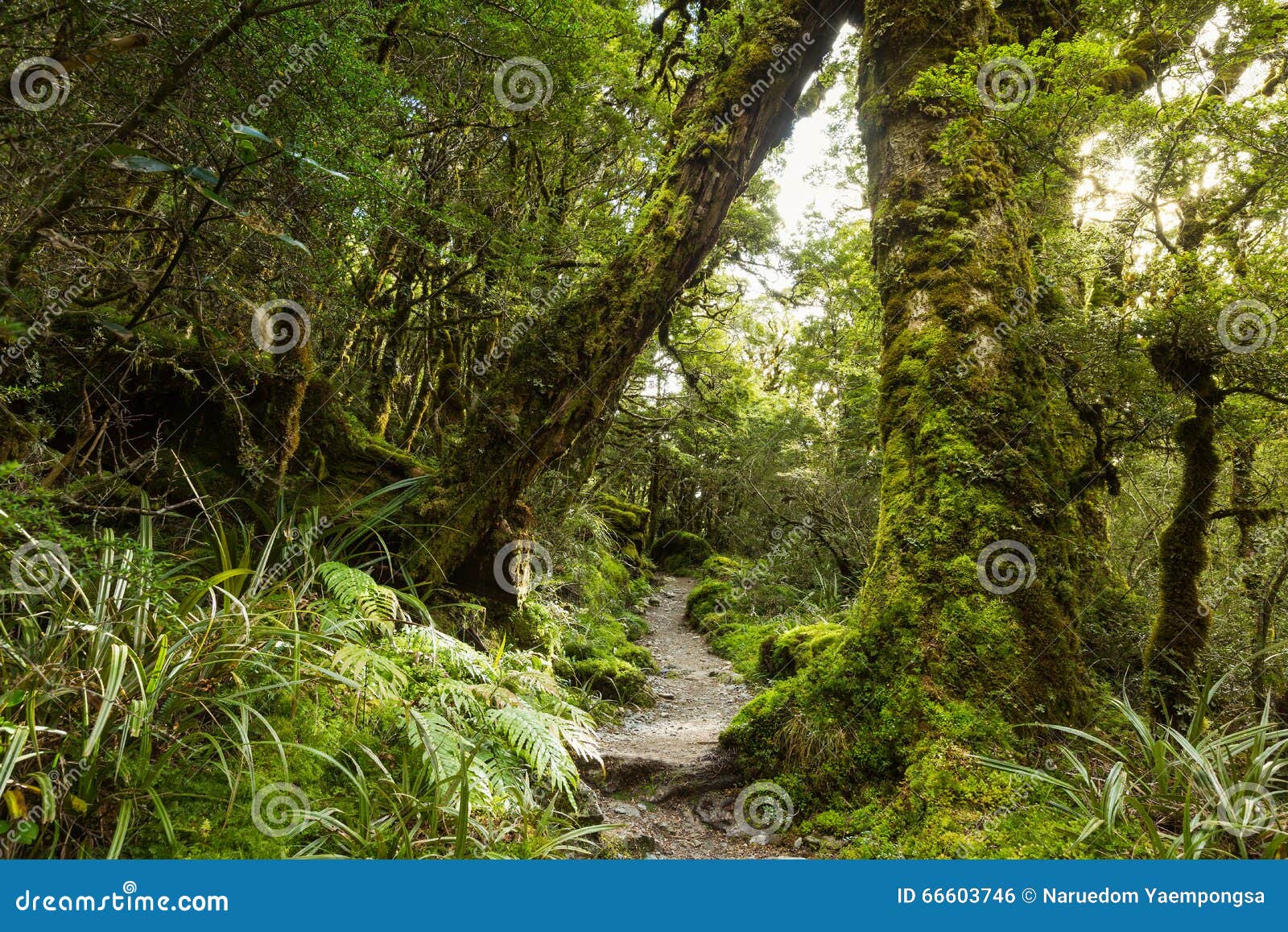 Native Beech Forest, New Zealand Stock Photo - Image of aspiring, beech ...