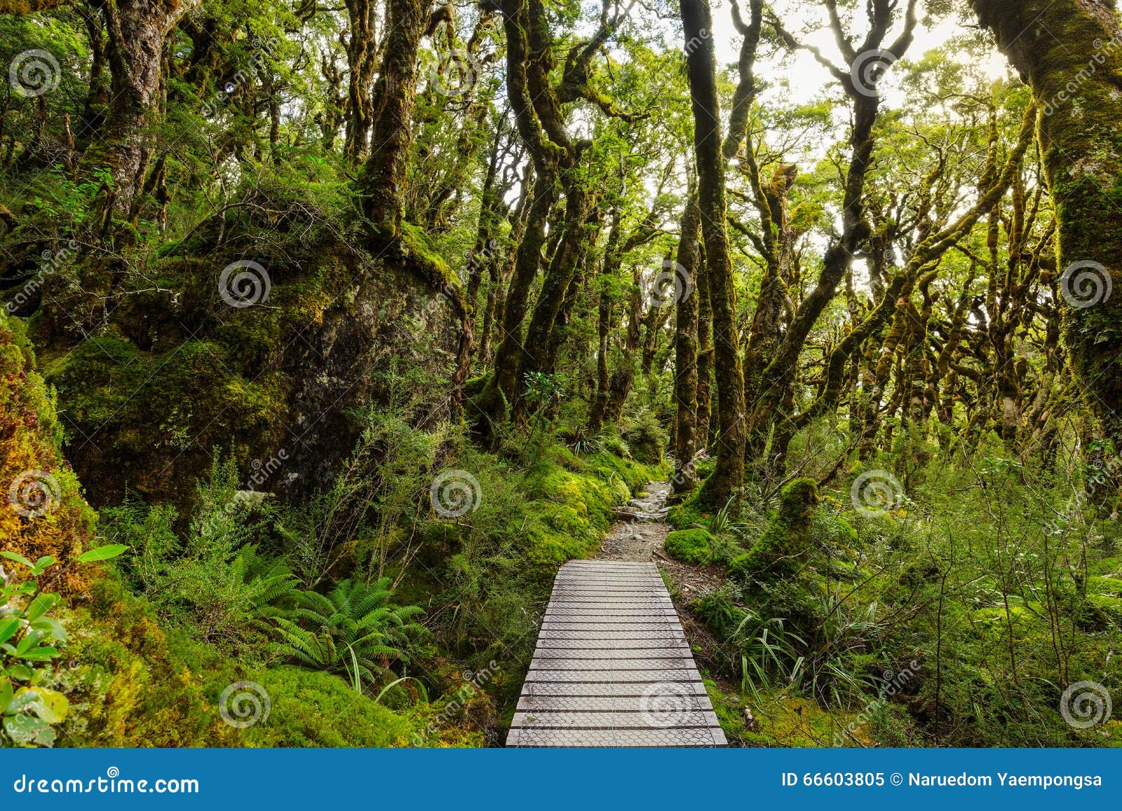 Native Beech Forest, New Zealand Stock Image - Image of walks, track ...