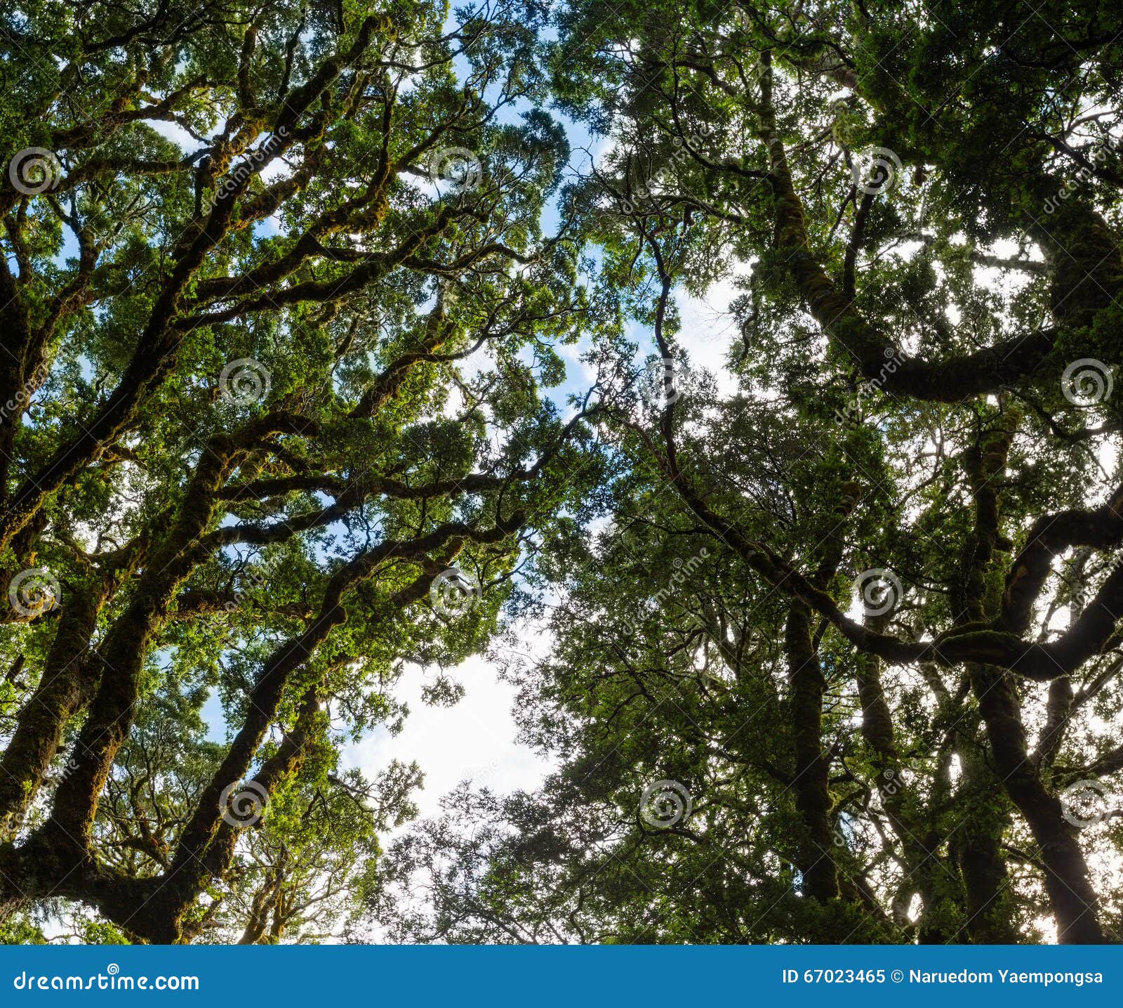 Native beech forest stock image. Image of zealand, bush - 67023465